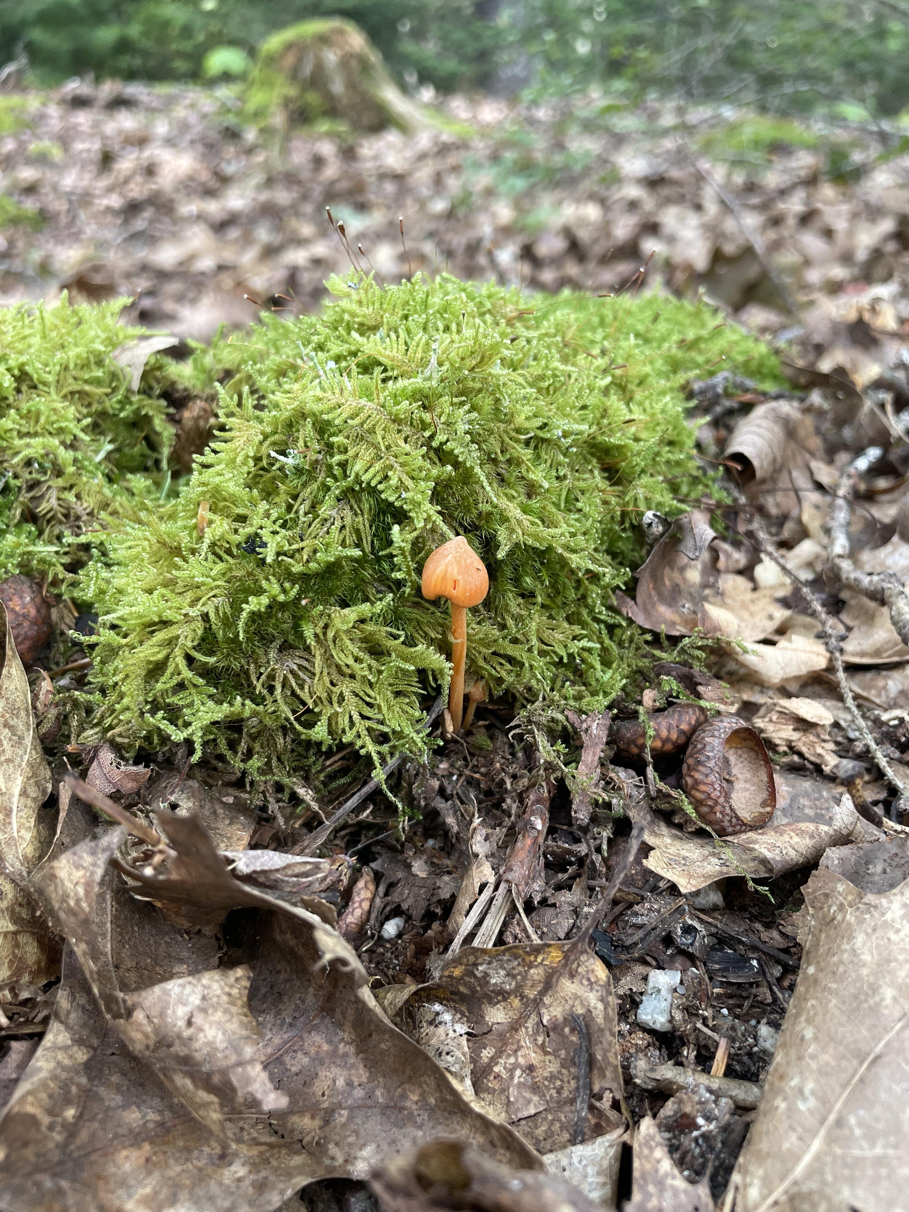 Walk today. Seaside Maine finds. | Scrolller