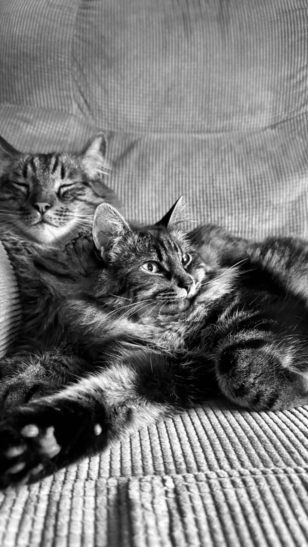 Starter fleet: | Scrolller