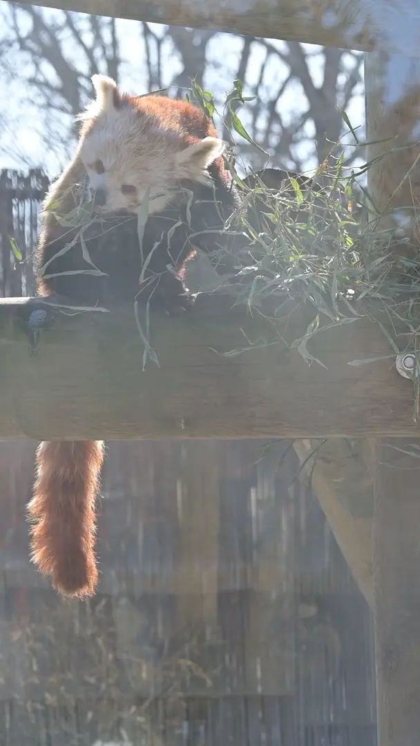 Very hungry Red Panda | Scrolller