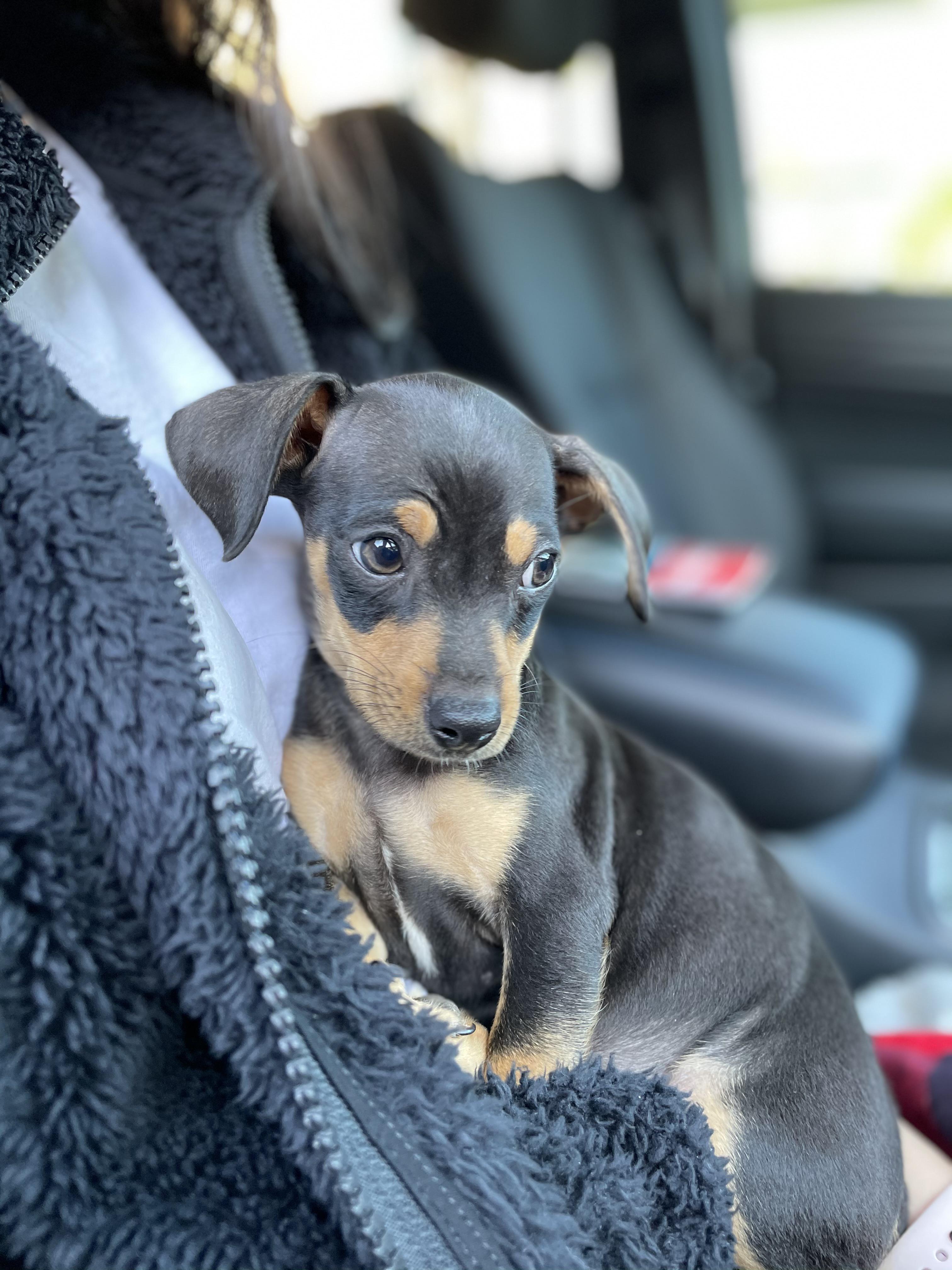 Very smol boy | Scrolller