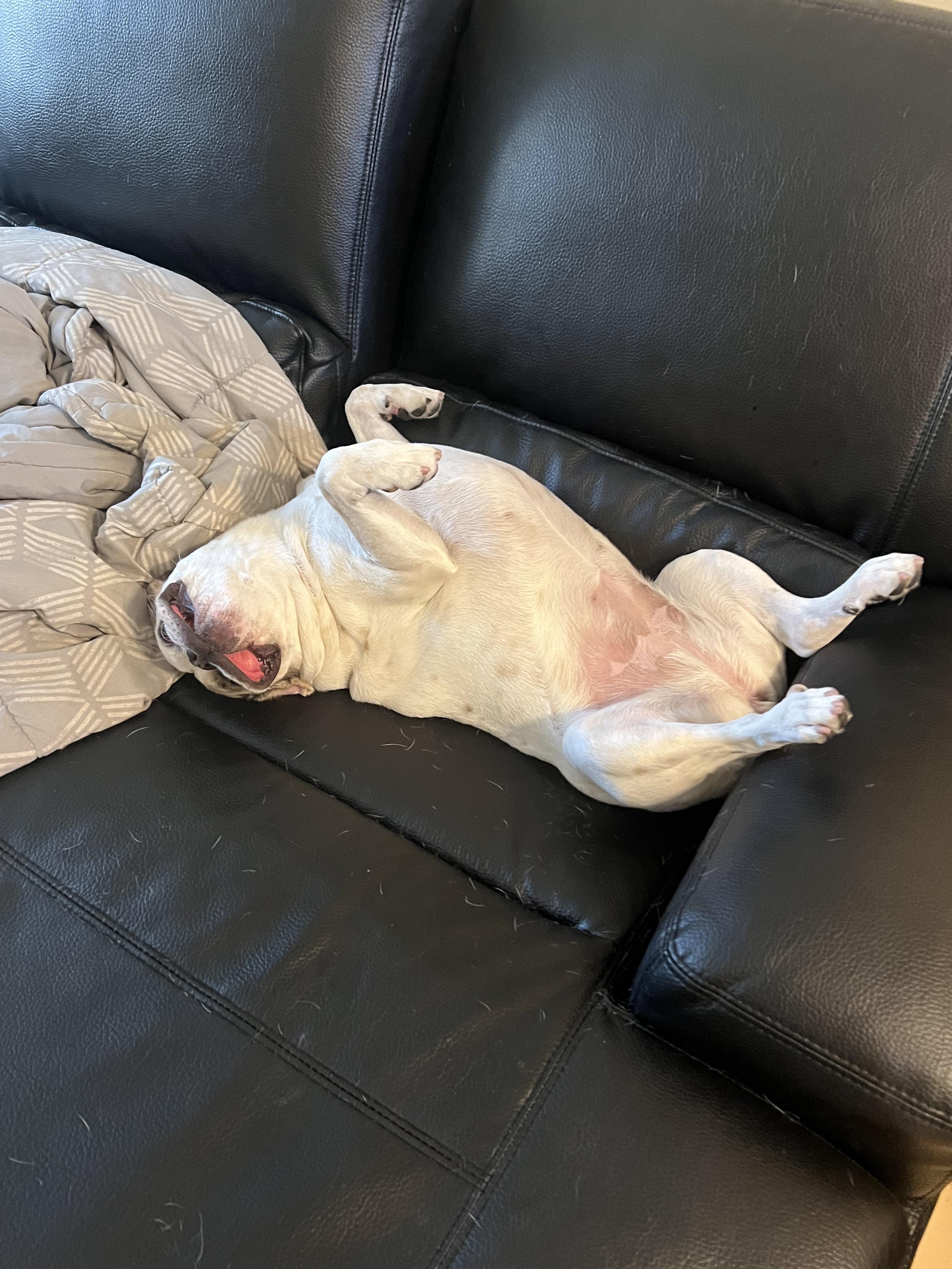 Is it normal for bulldogs to shed this much? | Scrolller