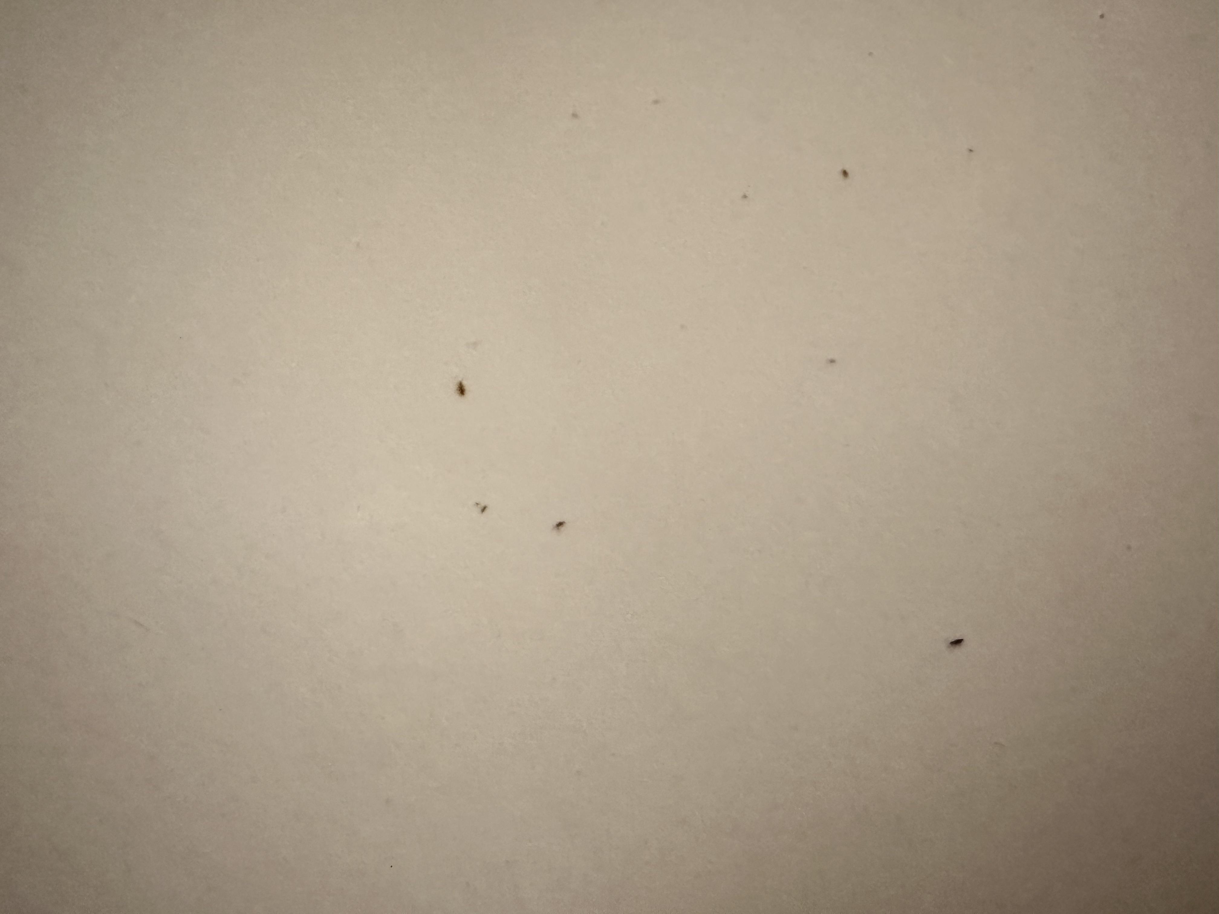 Tiny bugs in bathtub | Scrolller