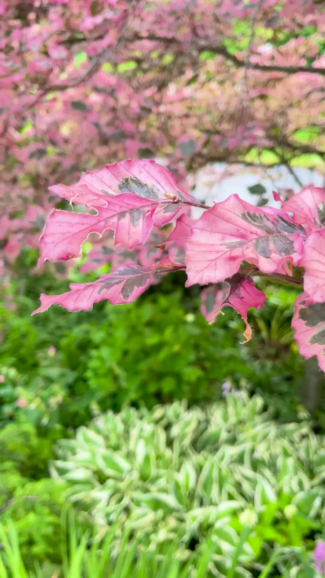 Vibrant Ohio | Scrolller