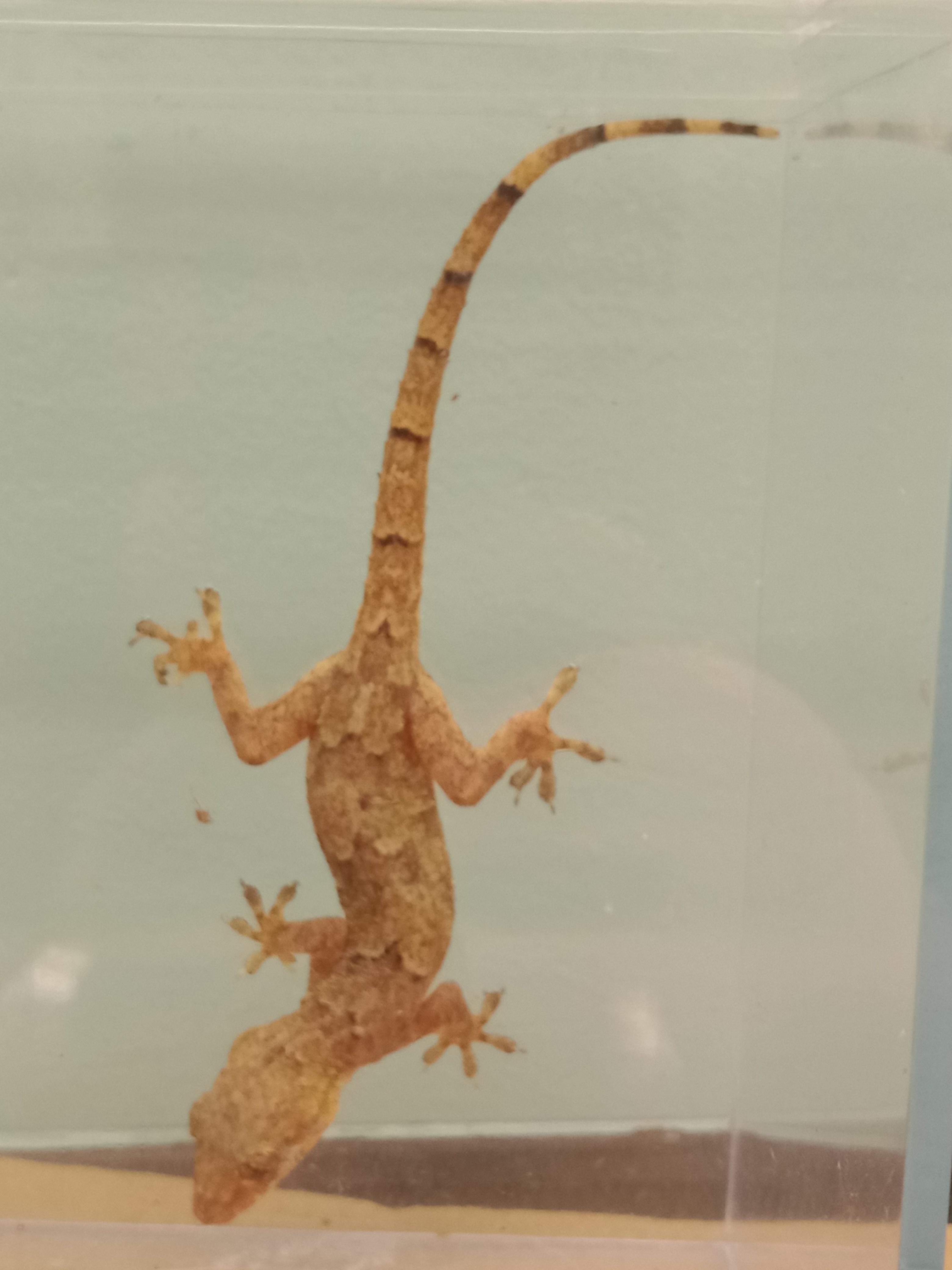 Help identifying two gecko species | Scrolller