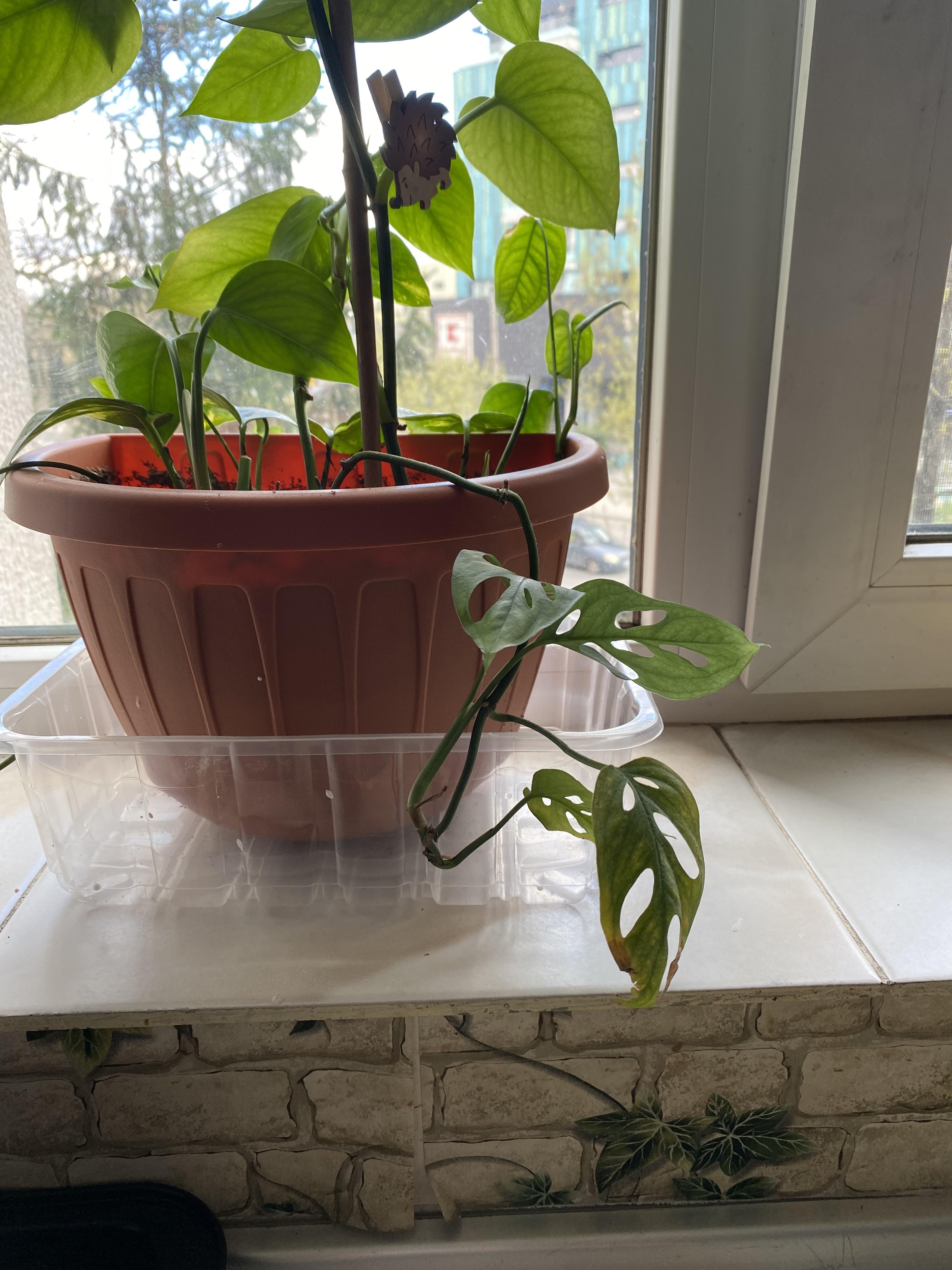 Any tips on repotting/ tidying this monstera? | Scrolller