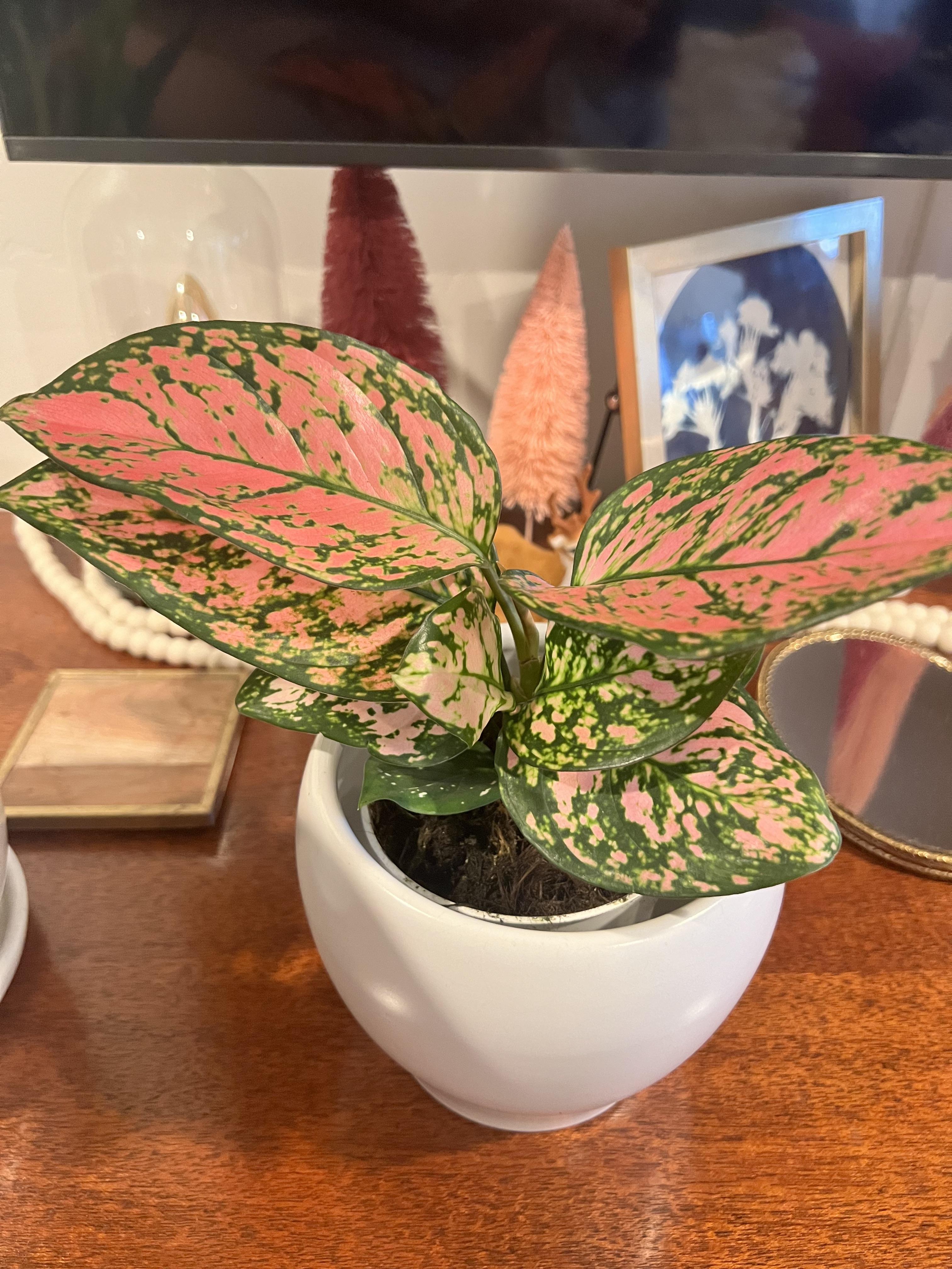 Bought at a swap meet, what are these two plants? | Scrolller