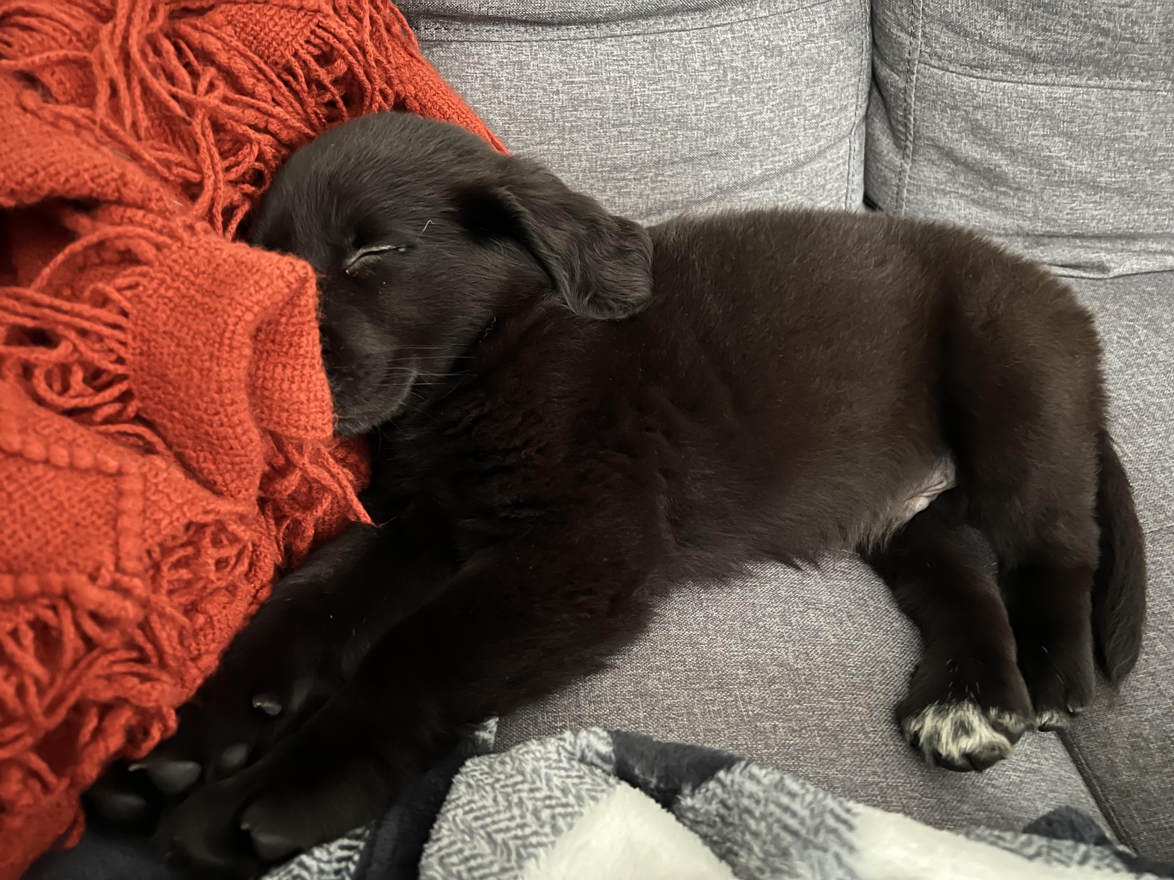 Meet Wesson | Scrolller