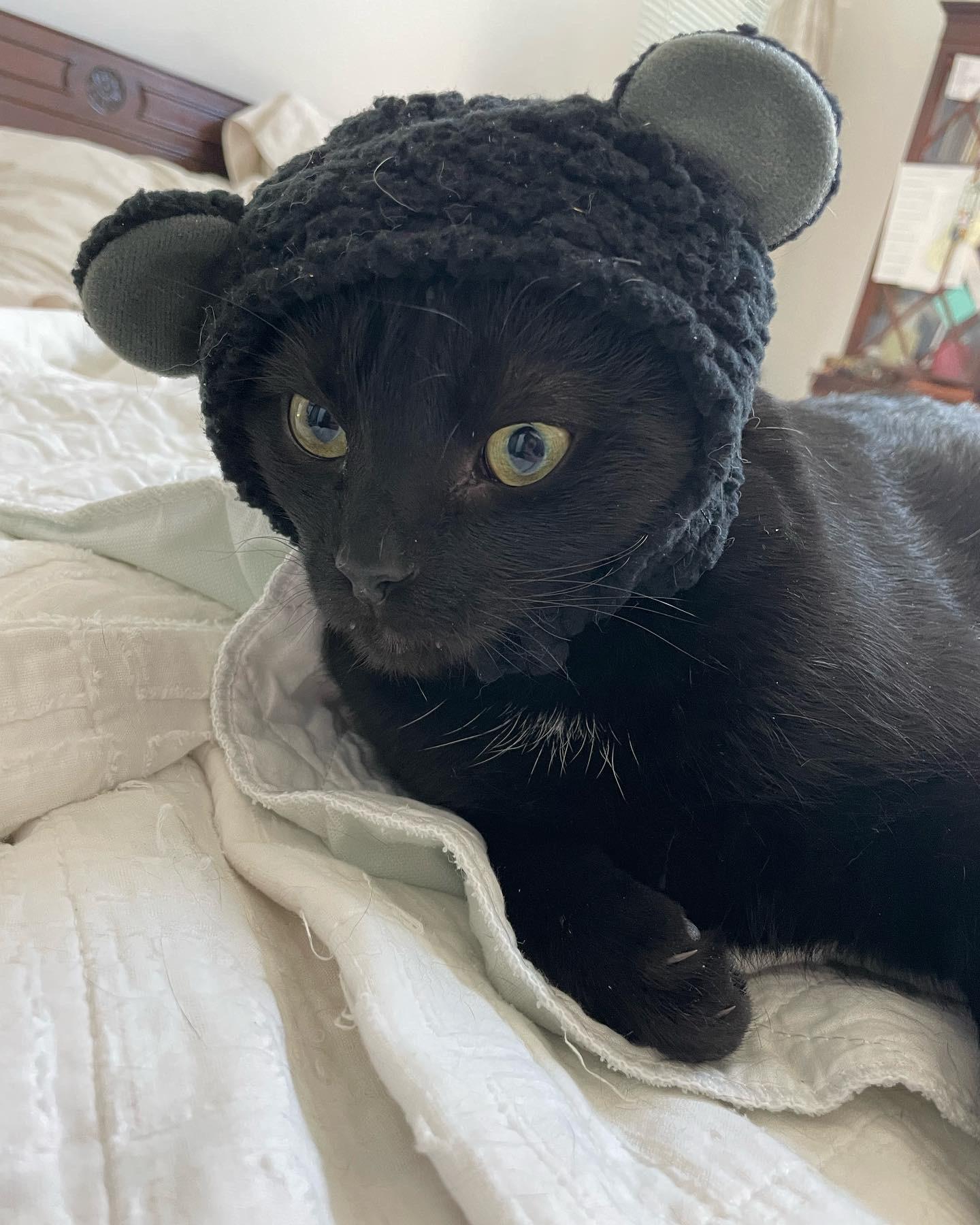 Happy Halloween from our two little black bears Mittens and Meeko! 😹🐈‍⬛ ...