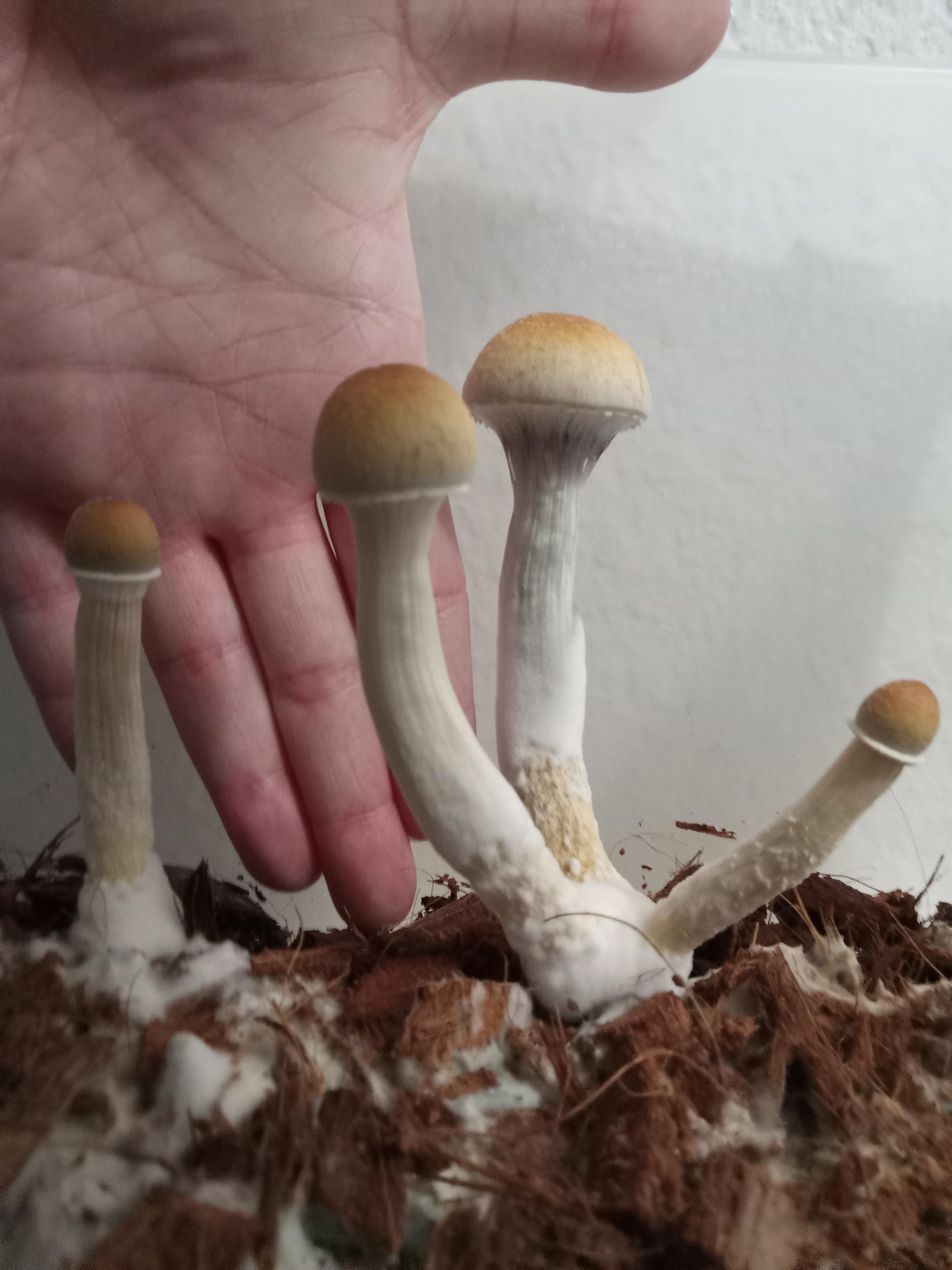 [Actives] First grow, 4th flush of B+, biggest fruit at 20gr 🤩 | Scrolller