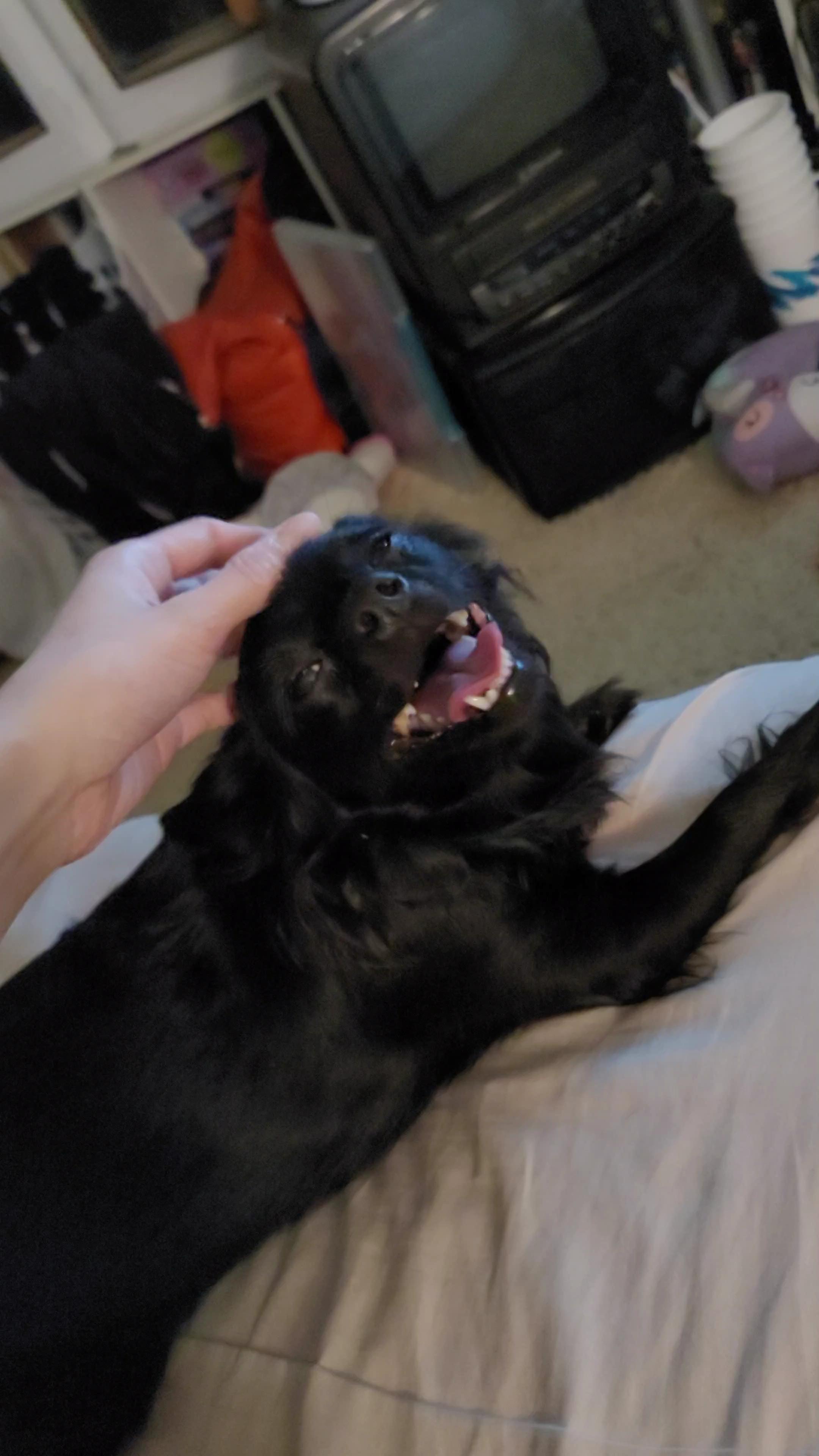 After an extended fetch match, she's big happy 🥰 | Scrolller