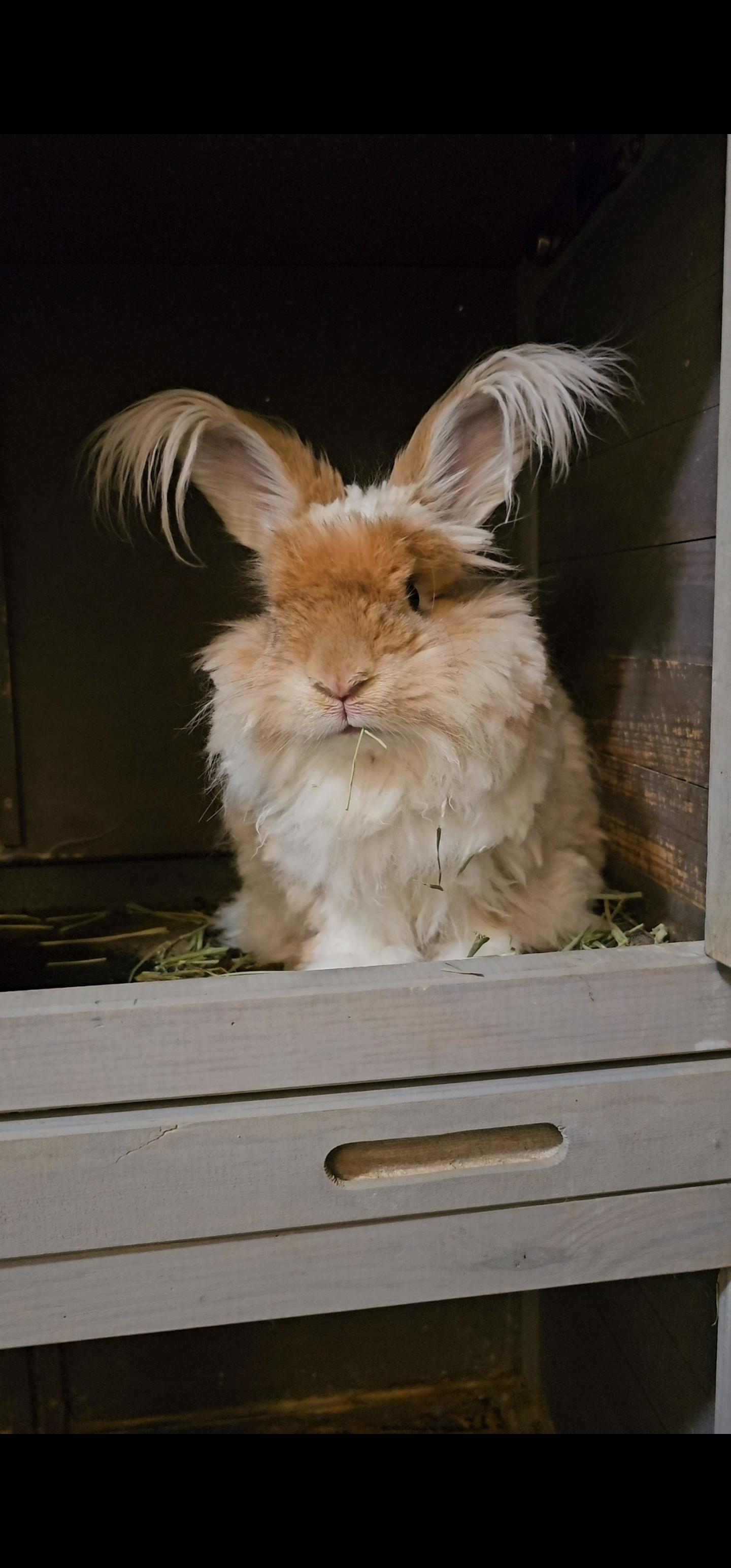 Meet Butters | Scrolller