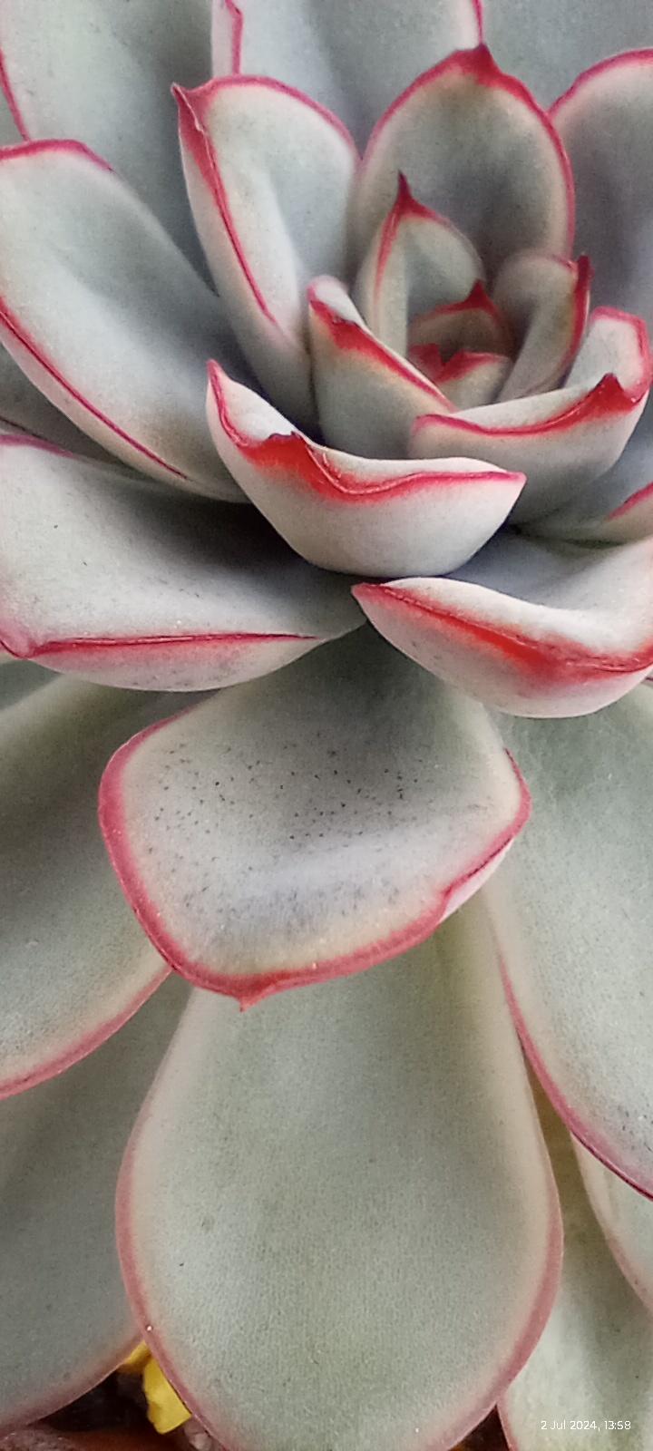 Are my Echeveria burning? | Scrolller
