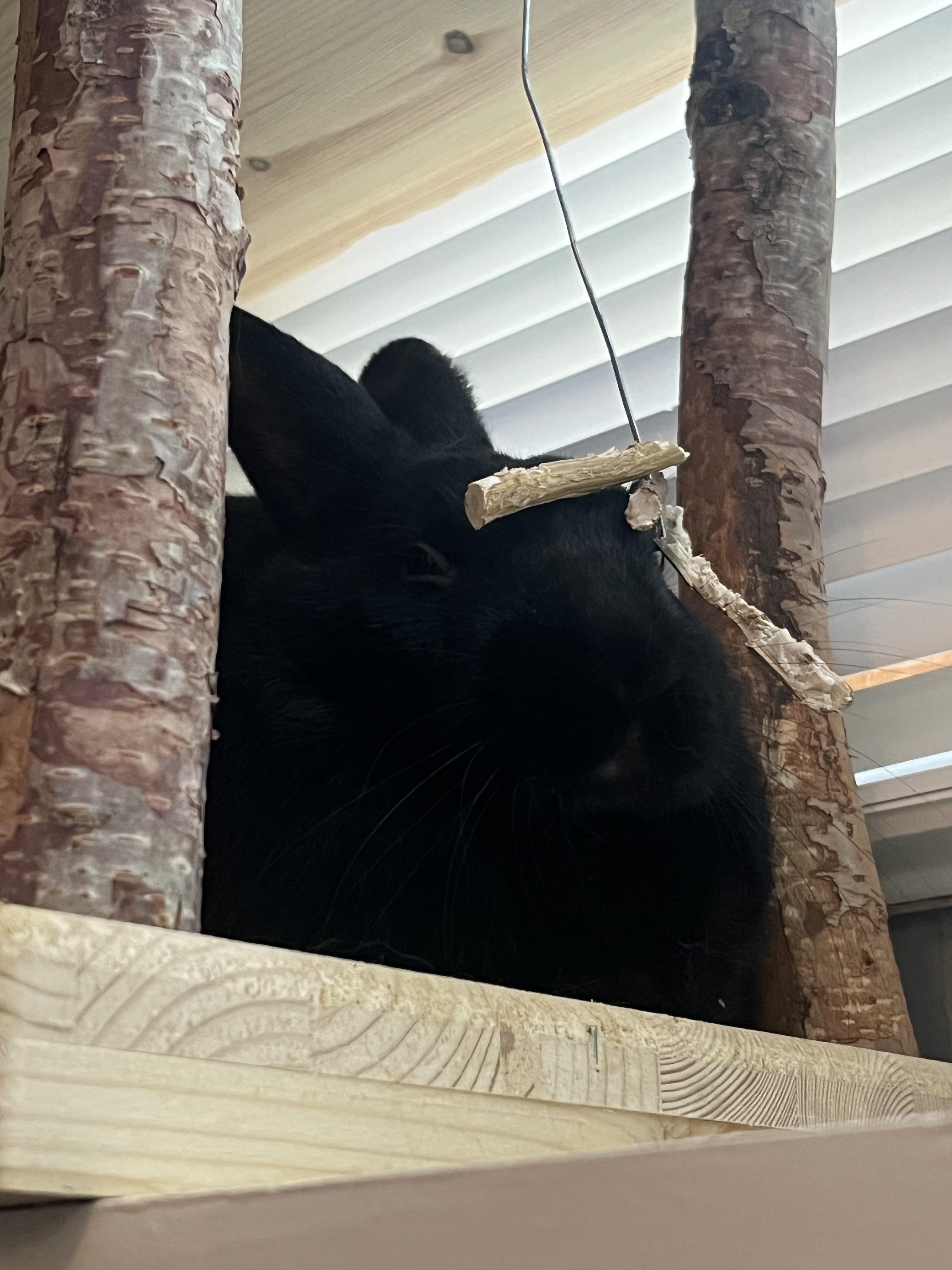 Void doesn't approve of her new toy | Scrolller