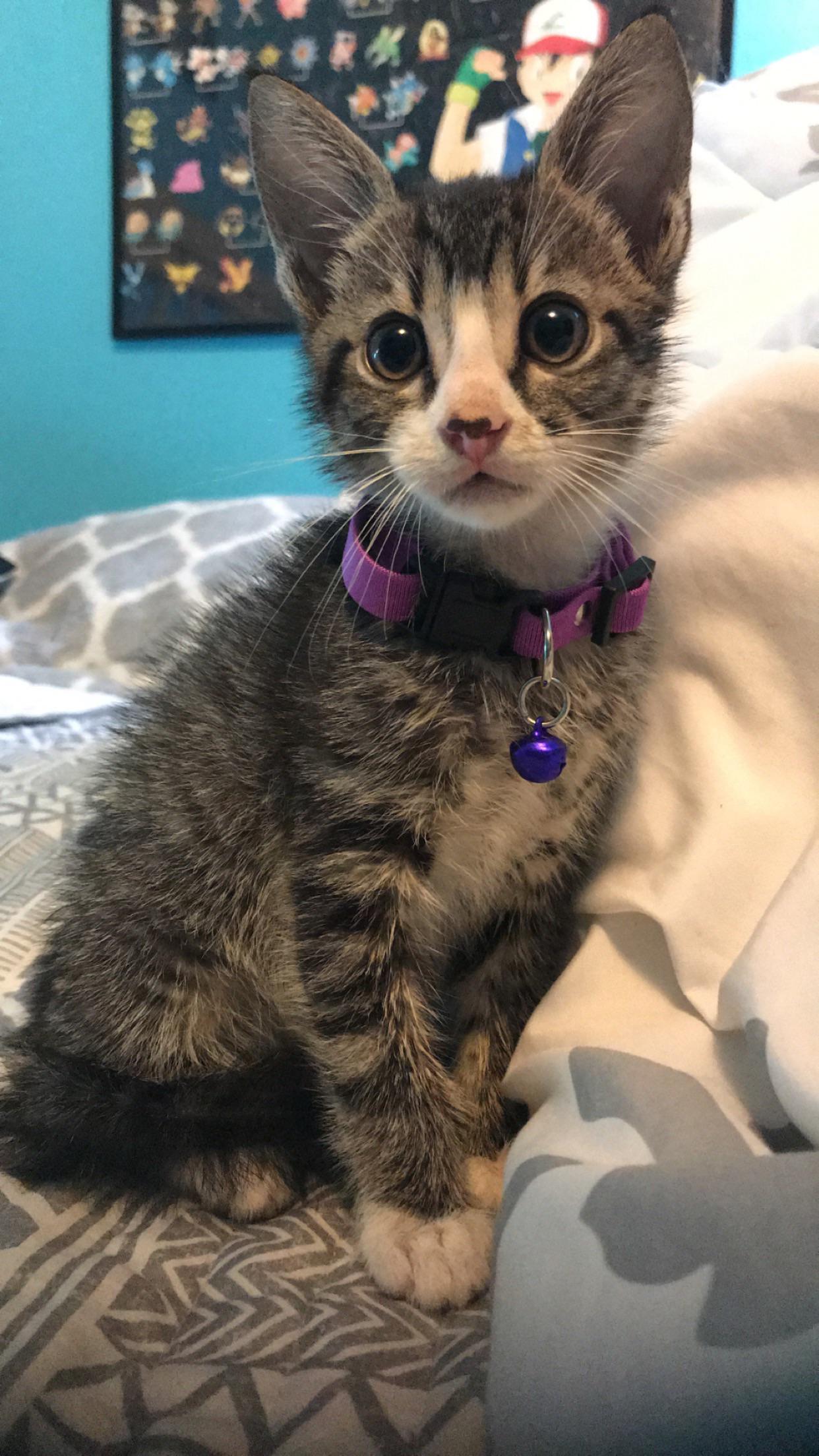 Sora! [OC] | Scrolller