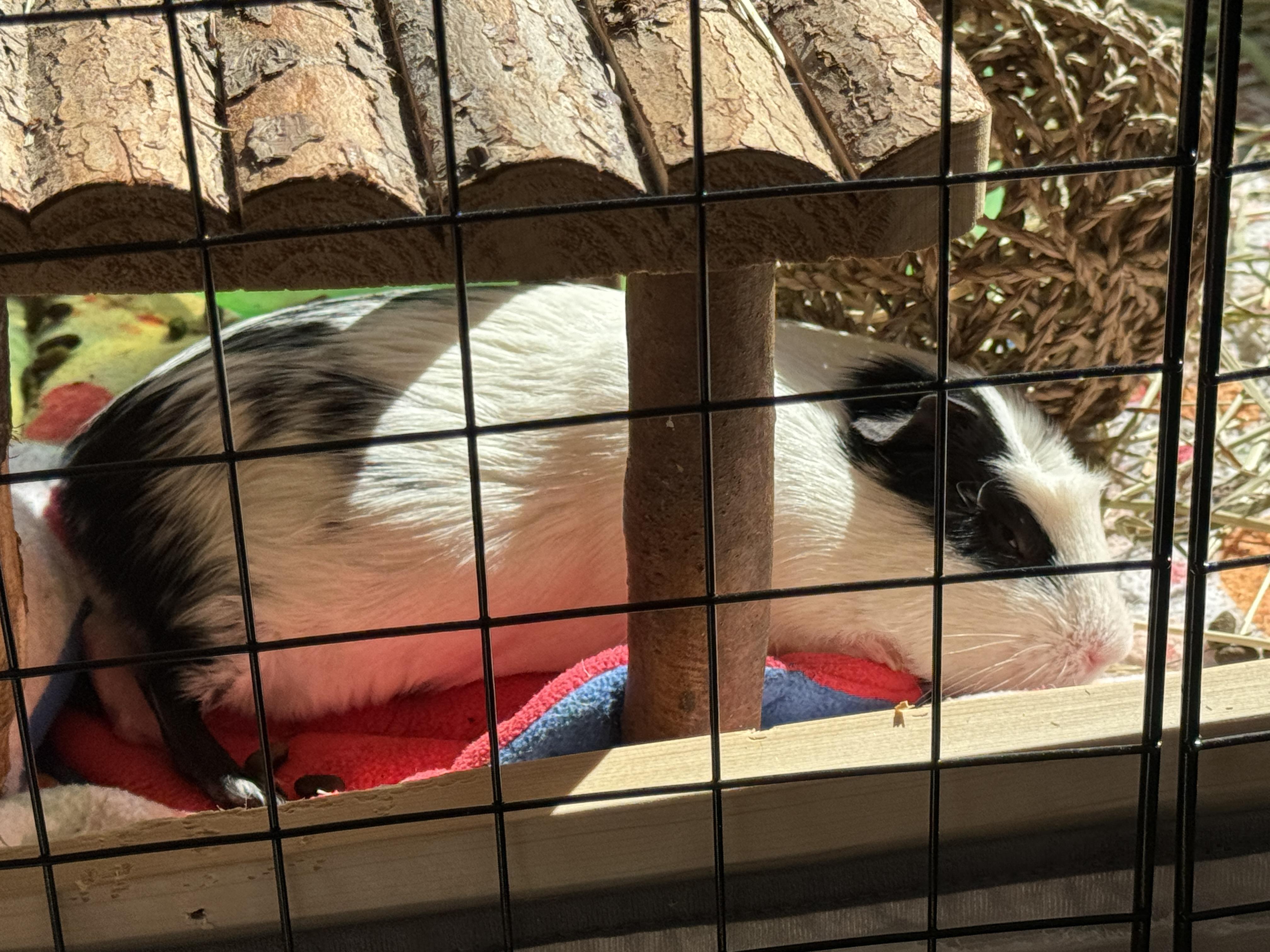 Kiki basking in the sun 🌞 | Scrolller