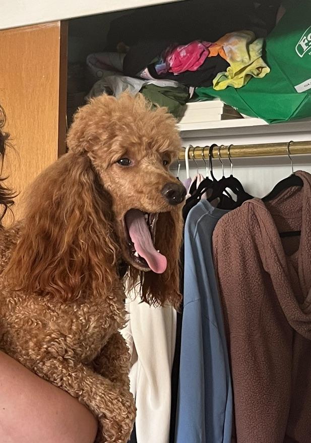 Sentient noodle | Scrolller