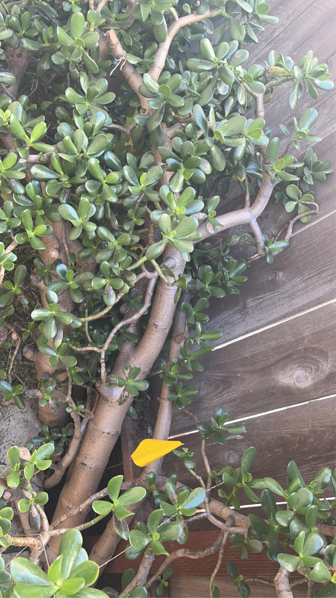 Help with propagation | Scrolller