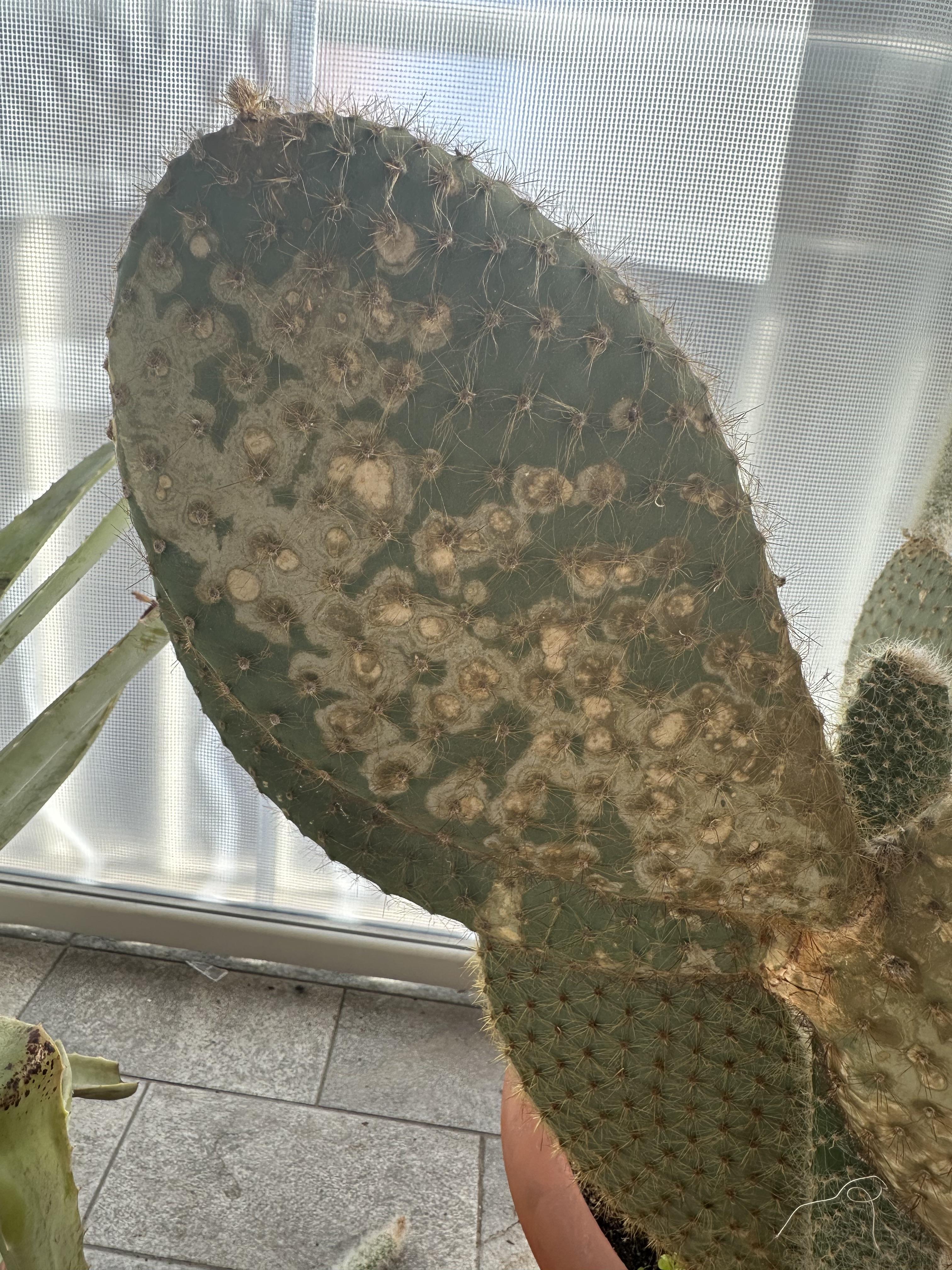 Discover more like Cactus: Sick opuntia cactus and Related Content | Scrolller