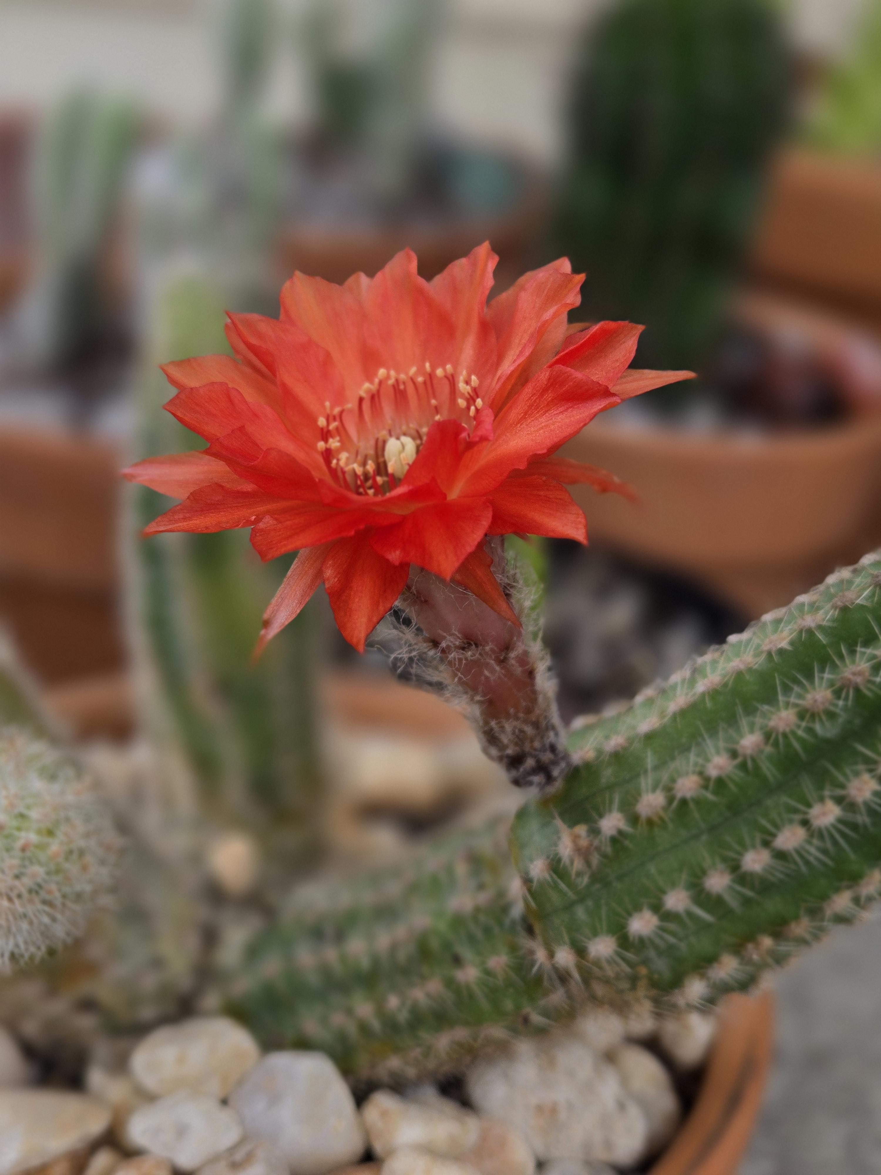 Peanut cactus bloomed:) | Scrolller