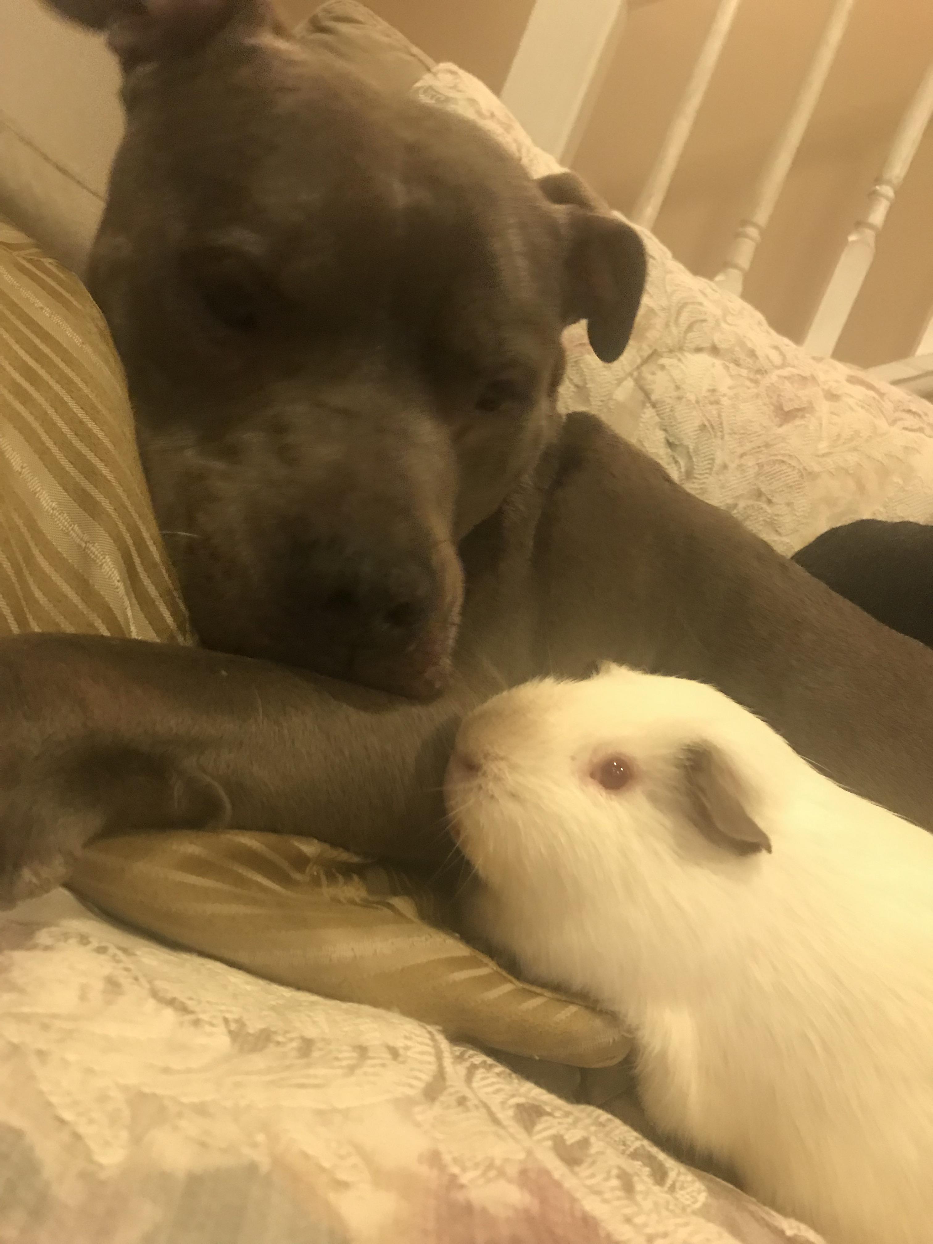 My Layla and Pablo (OC) | Scrolller