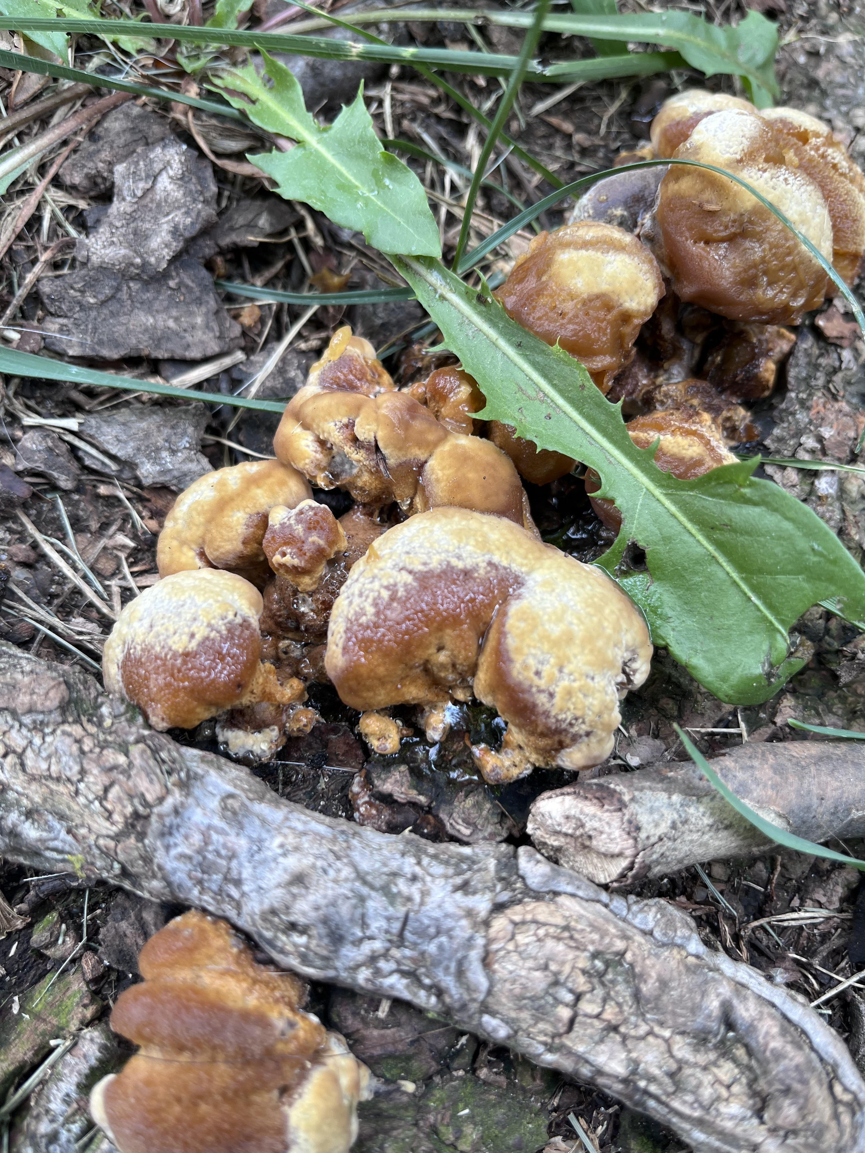 Help identify? | Scrolller