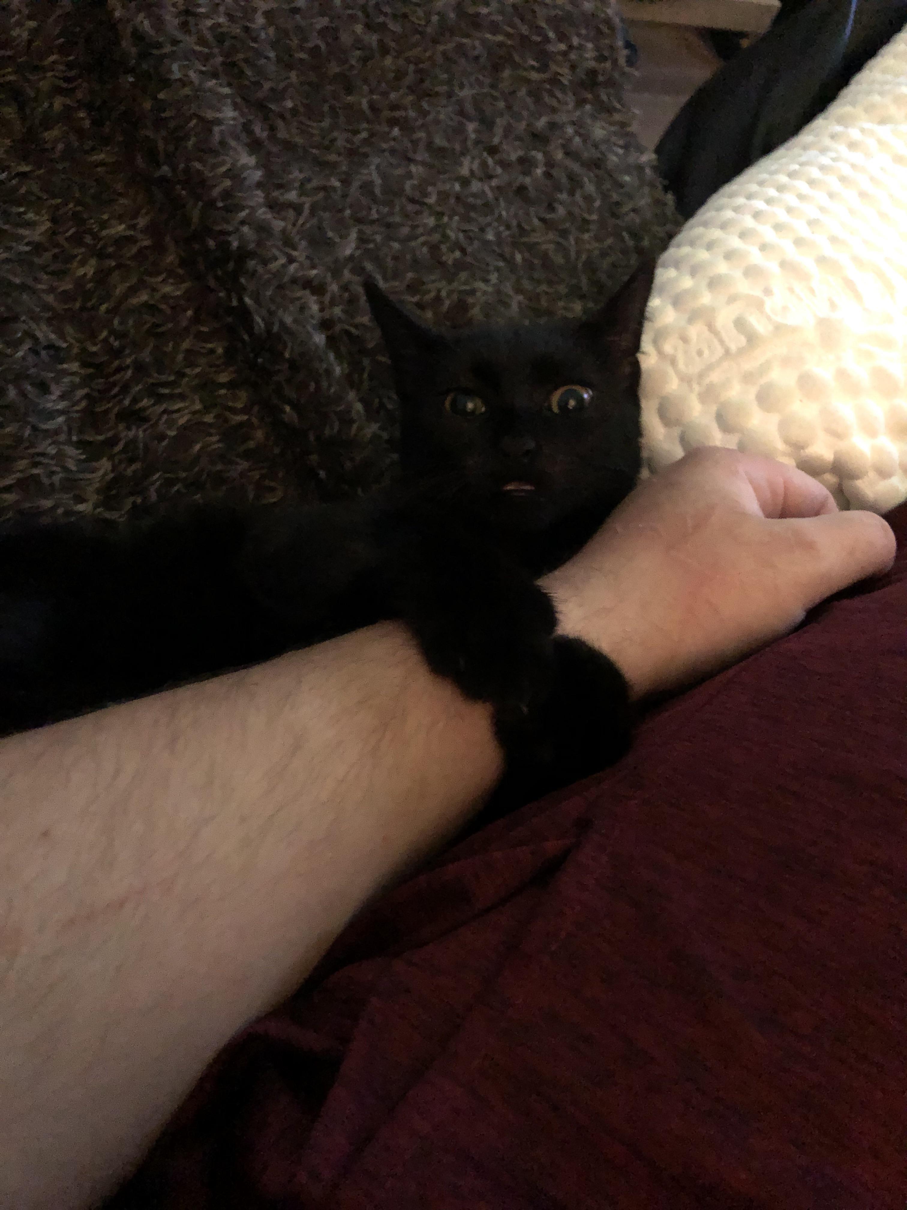 How to hunt your Human: a guide. | Scrolller