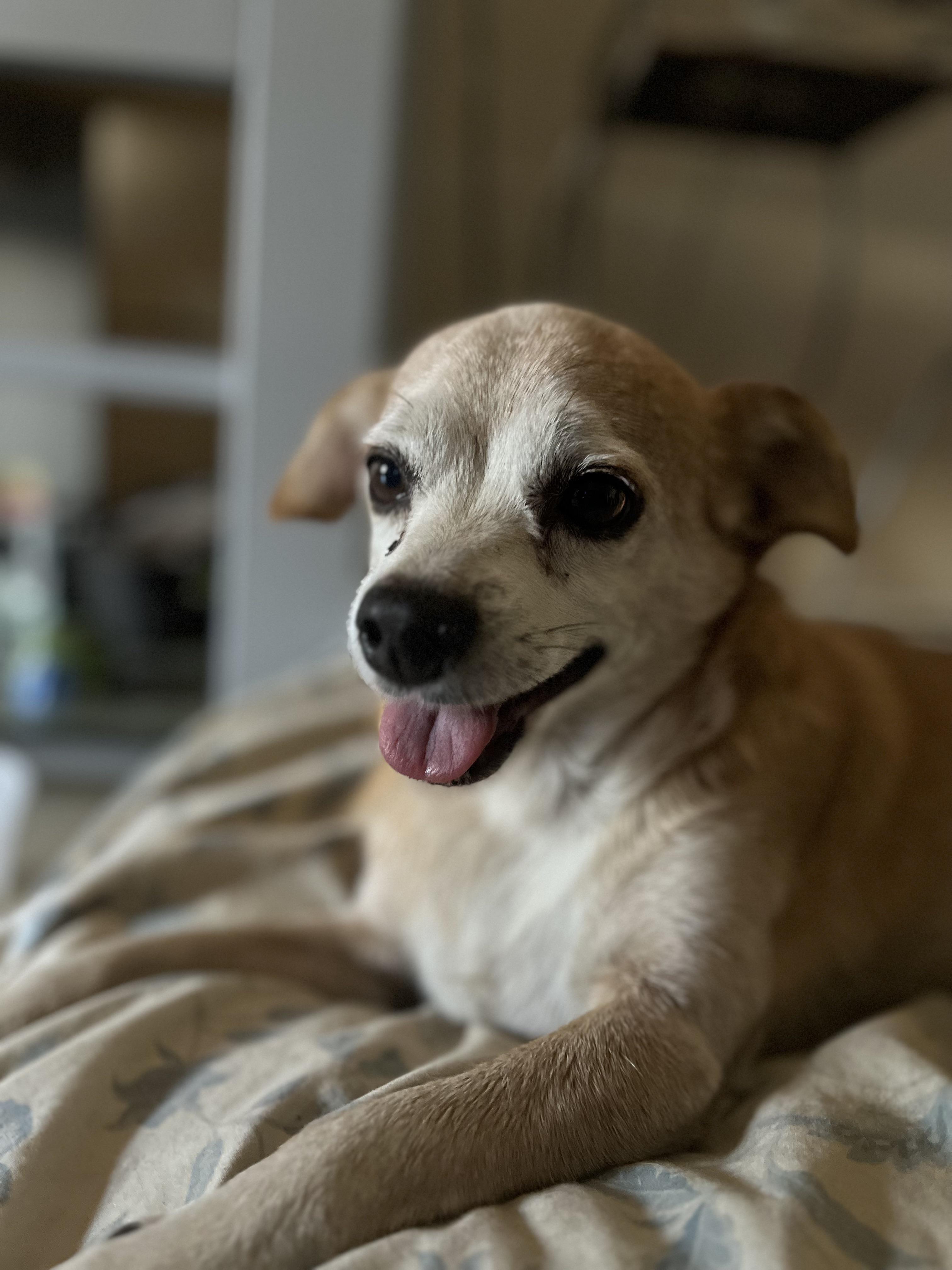 [OC] mini photoshoot for my dogs | Scrolller