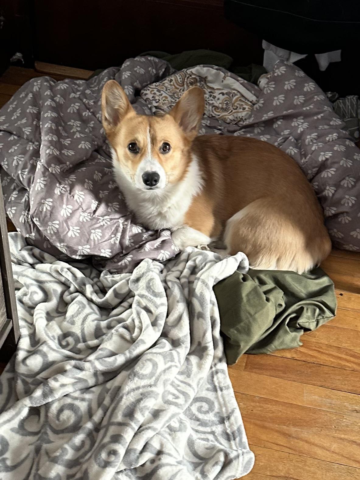 Corgi car rides! | Scrolller