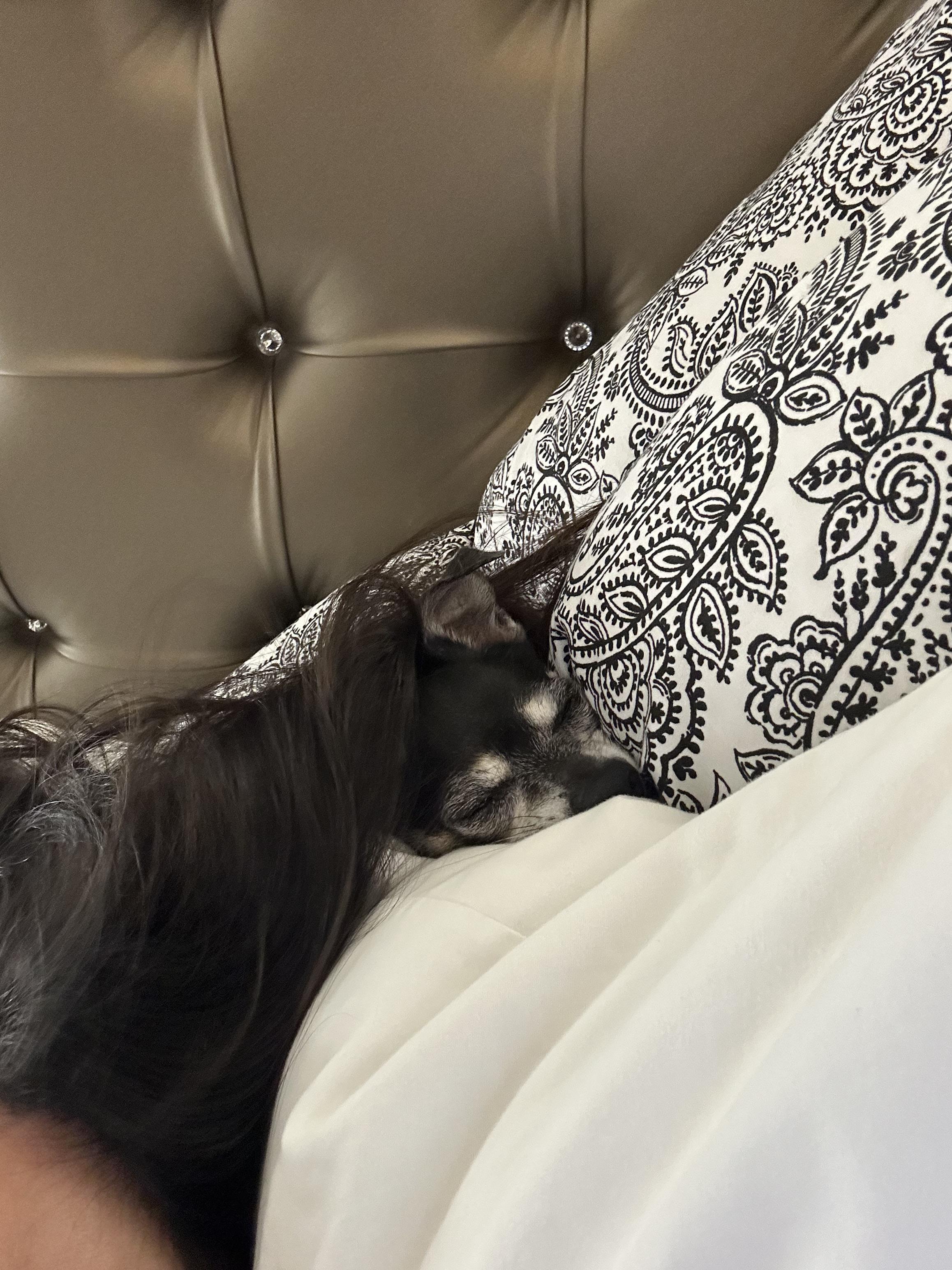 My little Doomsday loves being a pillow!! | Scrolller