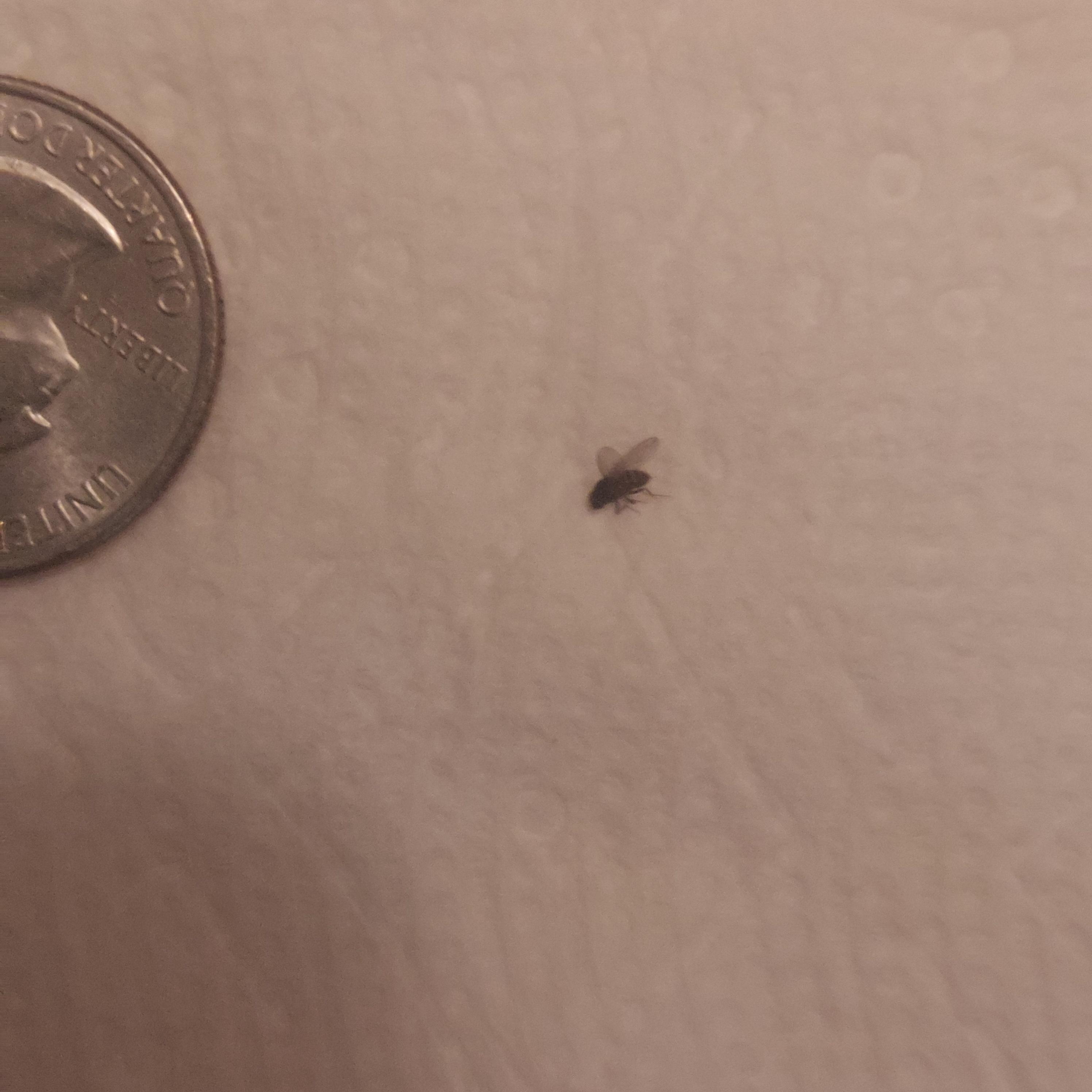 These bugs are always here | Scrolller