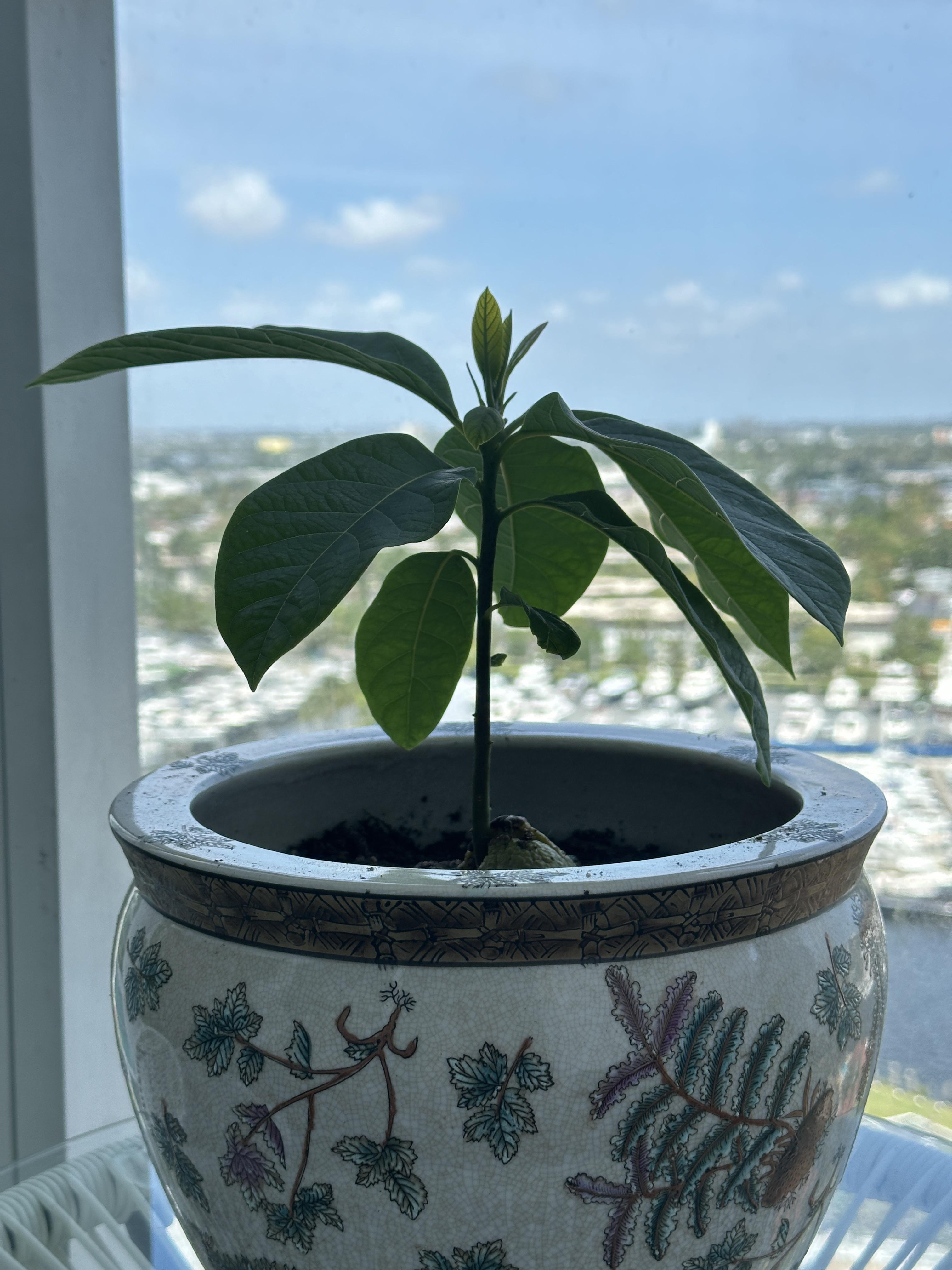 Avocado update | Scrolller