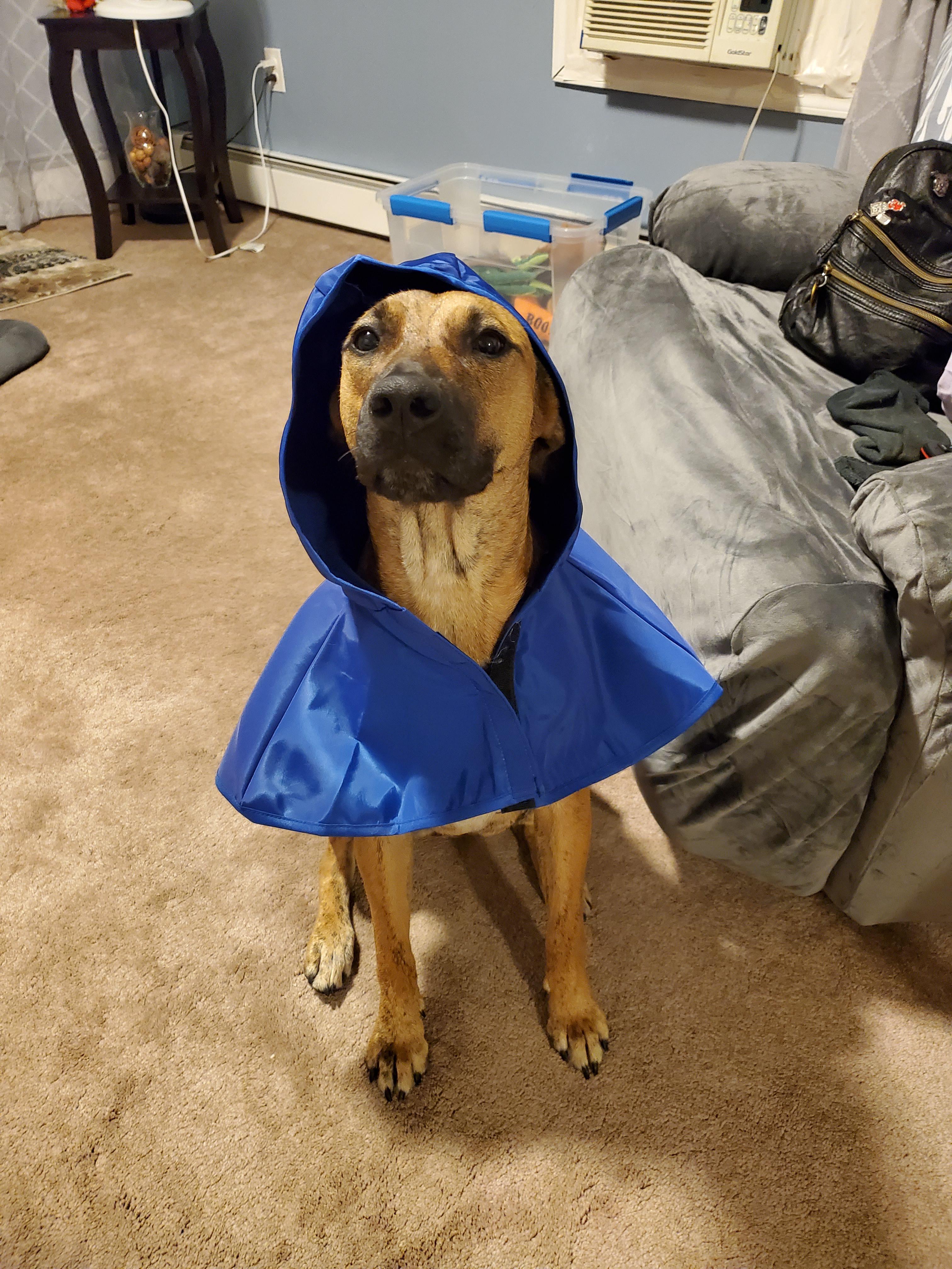 I present, my pupper (Jenny) in a raincoat | Scrolller