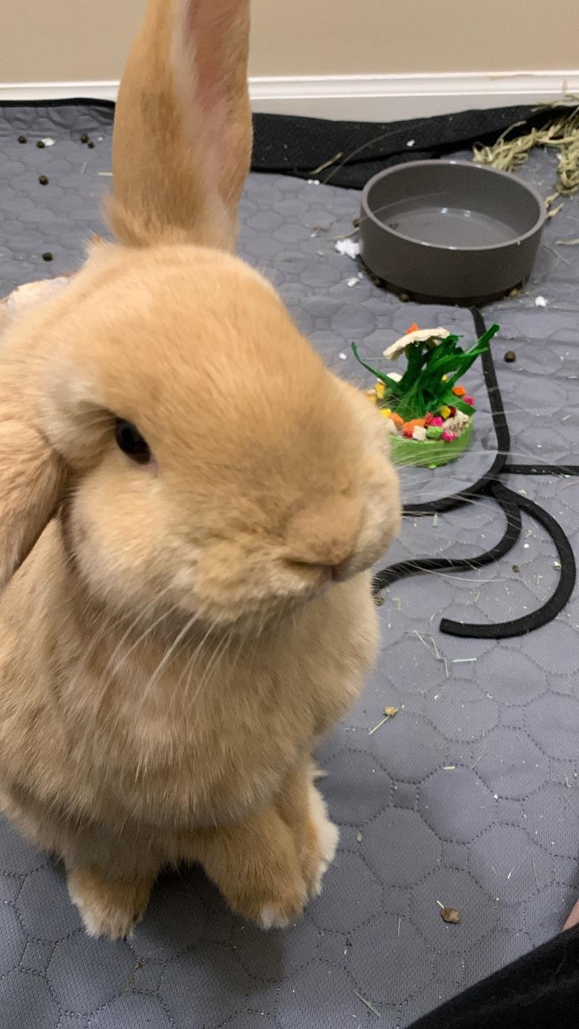 I haven’t posted tiny menace in a hot minute so here is Bernadette in ...