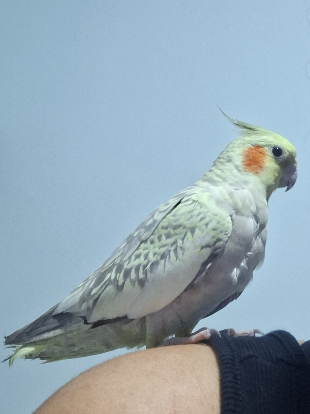 Pellet recs? | Scrolller