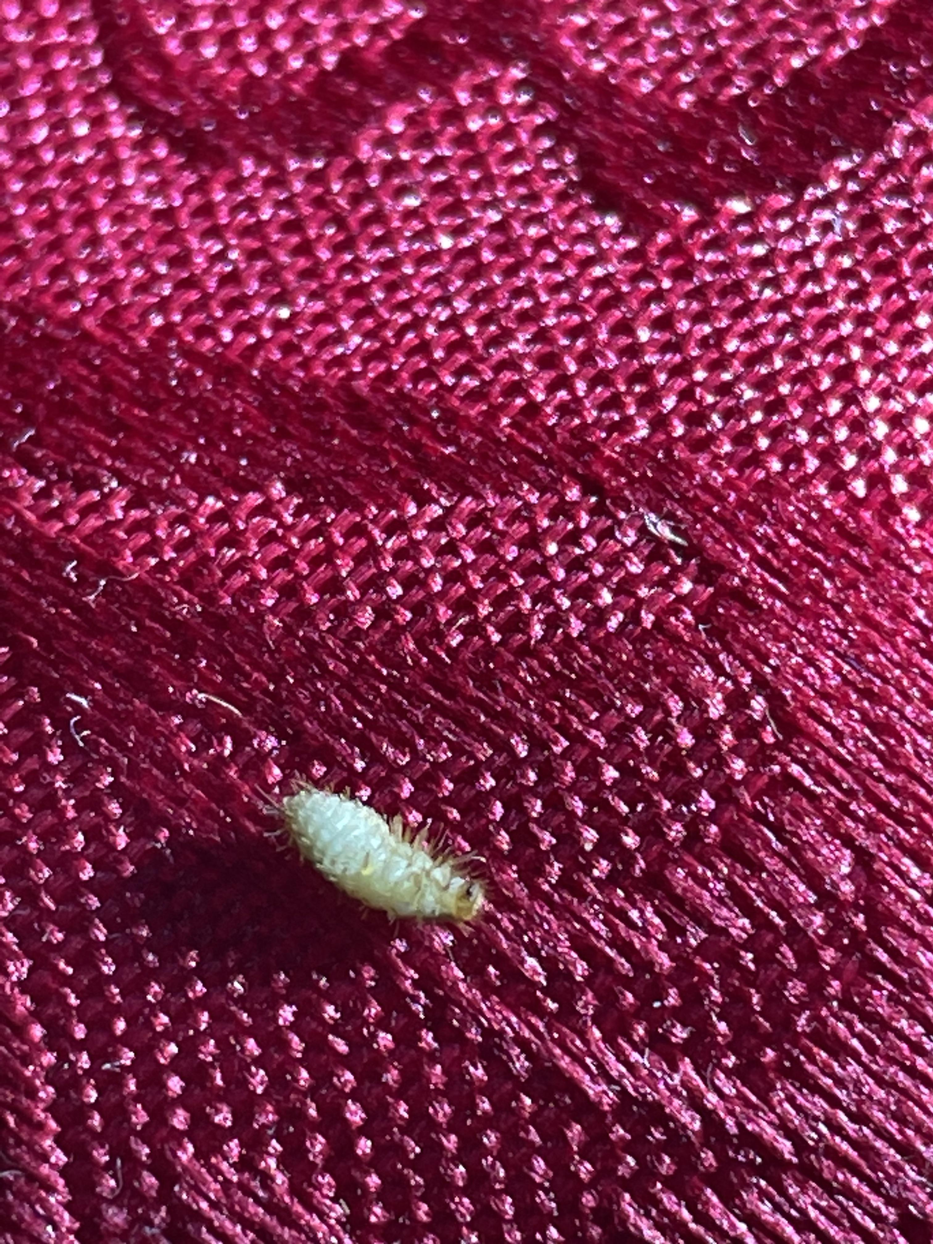 Discover more like Australia: Help ID these bugs. and Related Content | Scrolller