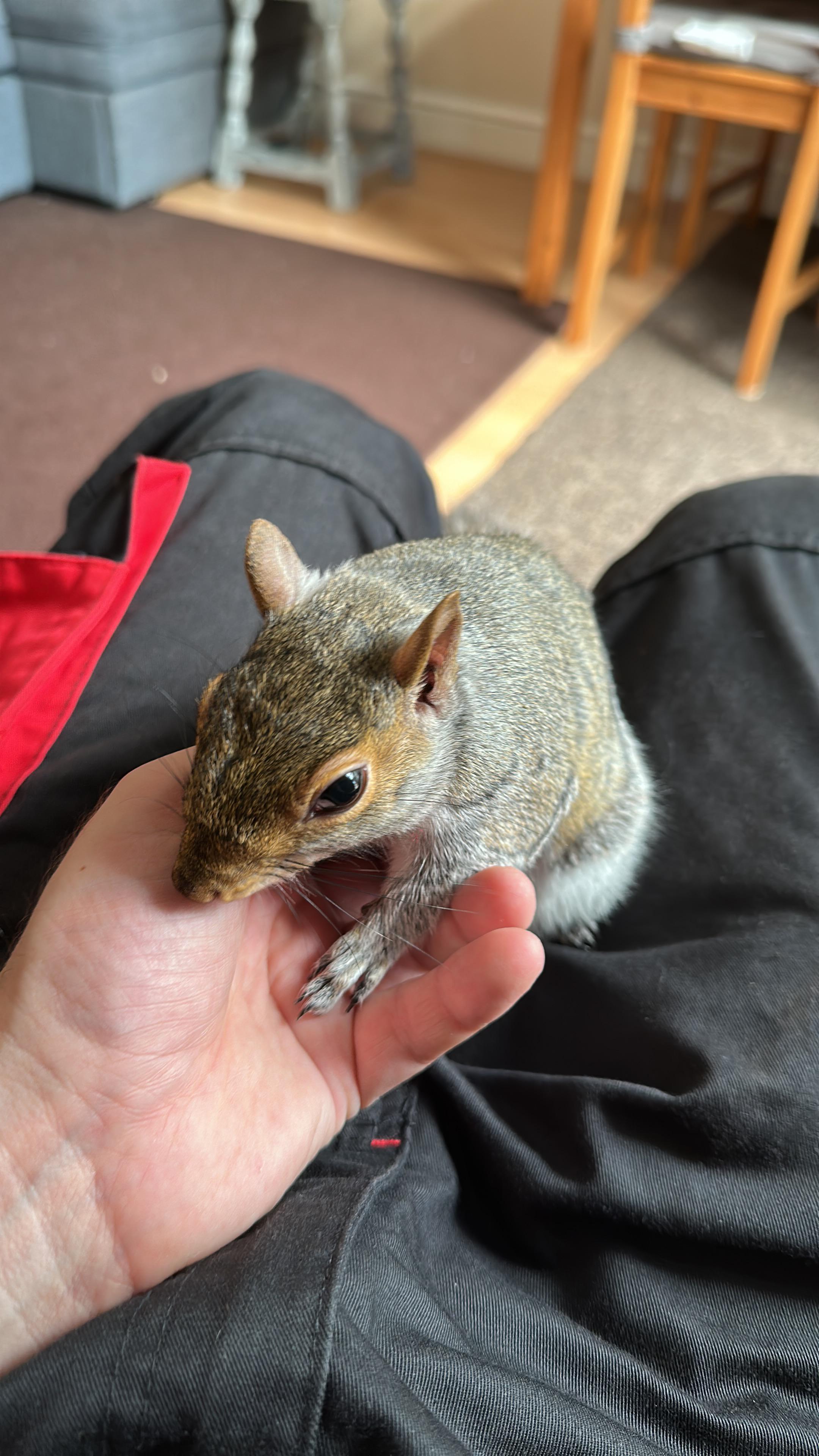 Discover more like Squirrels: Photo shoot, well almost. and Related Content | Scrolller