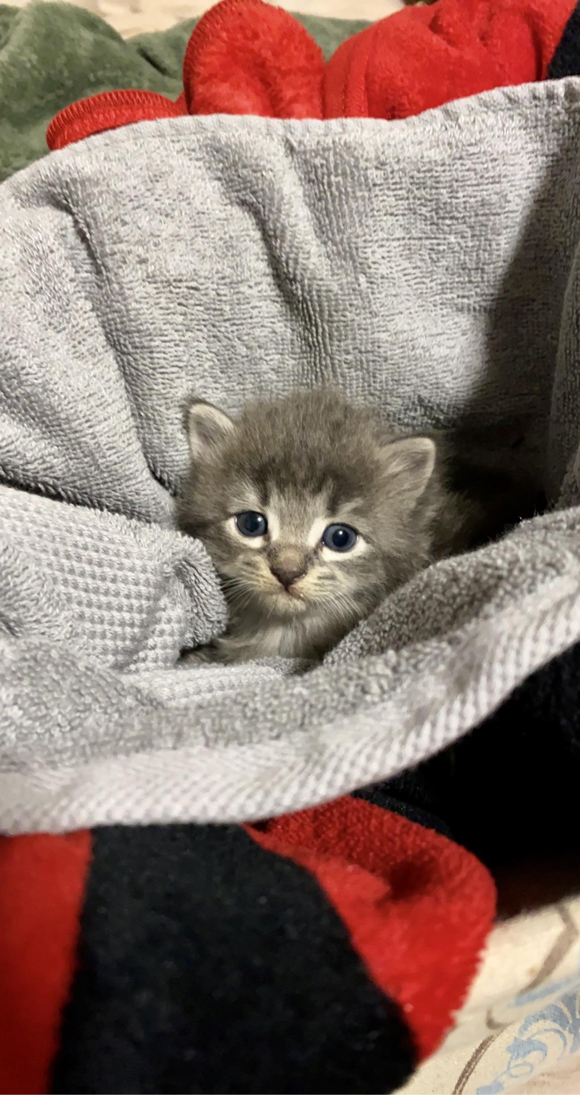 Here’s some adorable photos of Smokey! | Scrolller