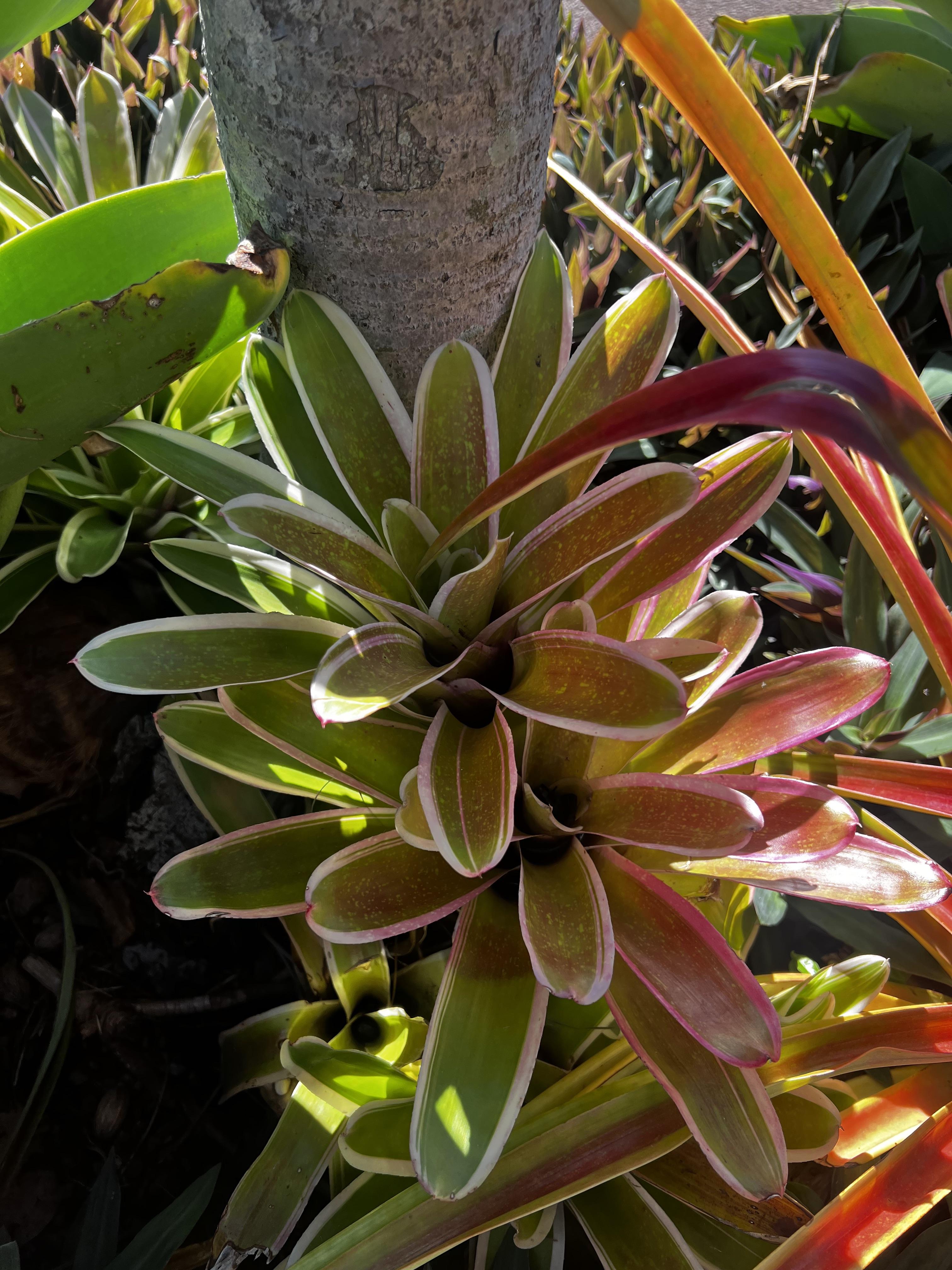 Plant ID? | Scrolller