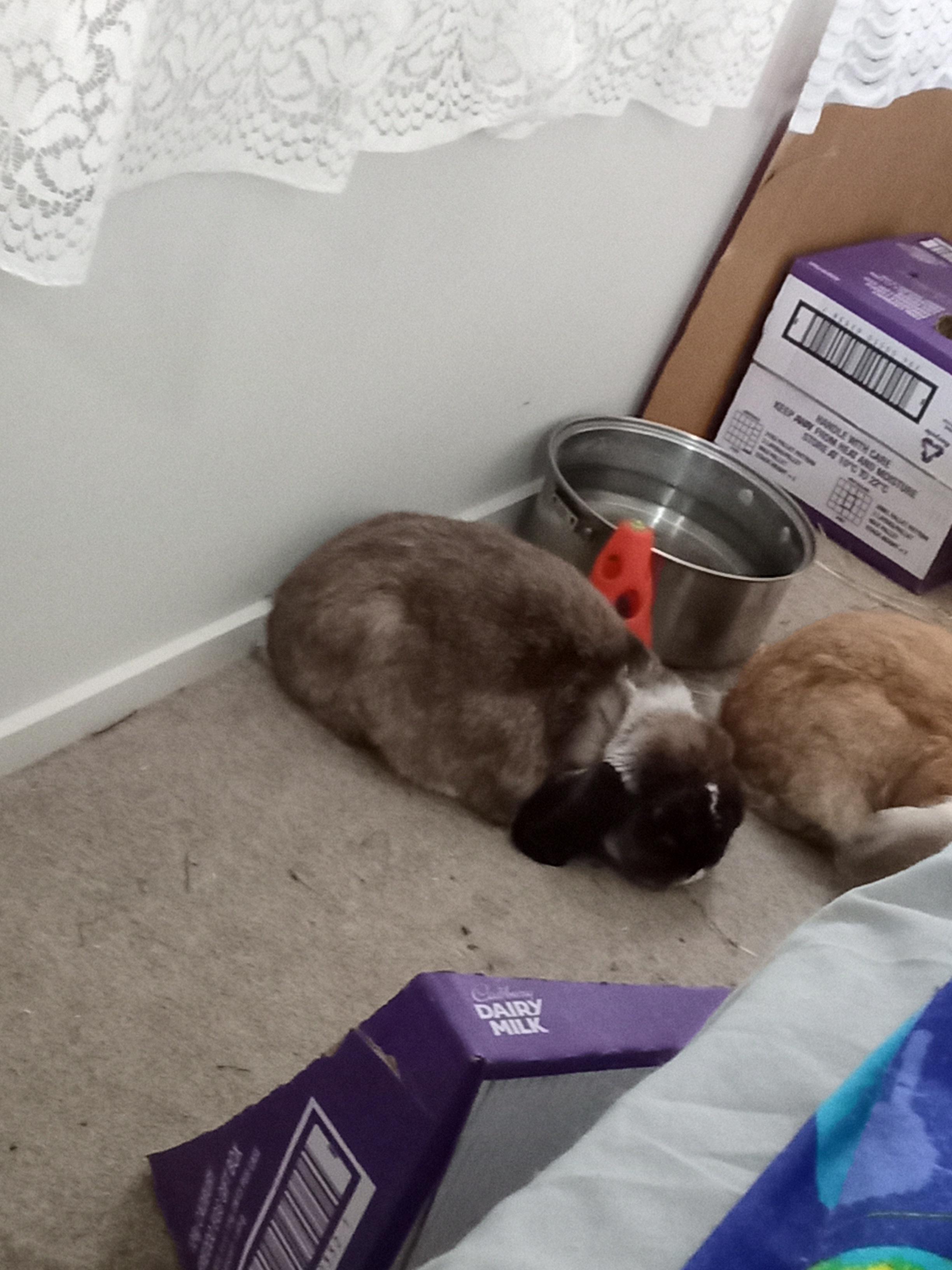 EB and Sundae | Scrolller