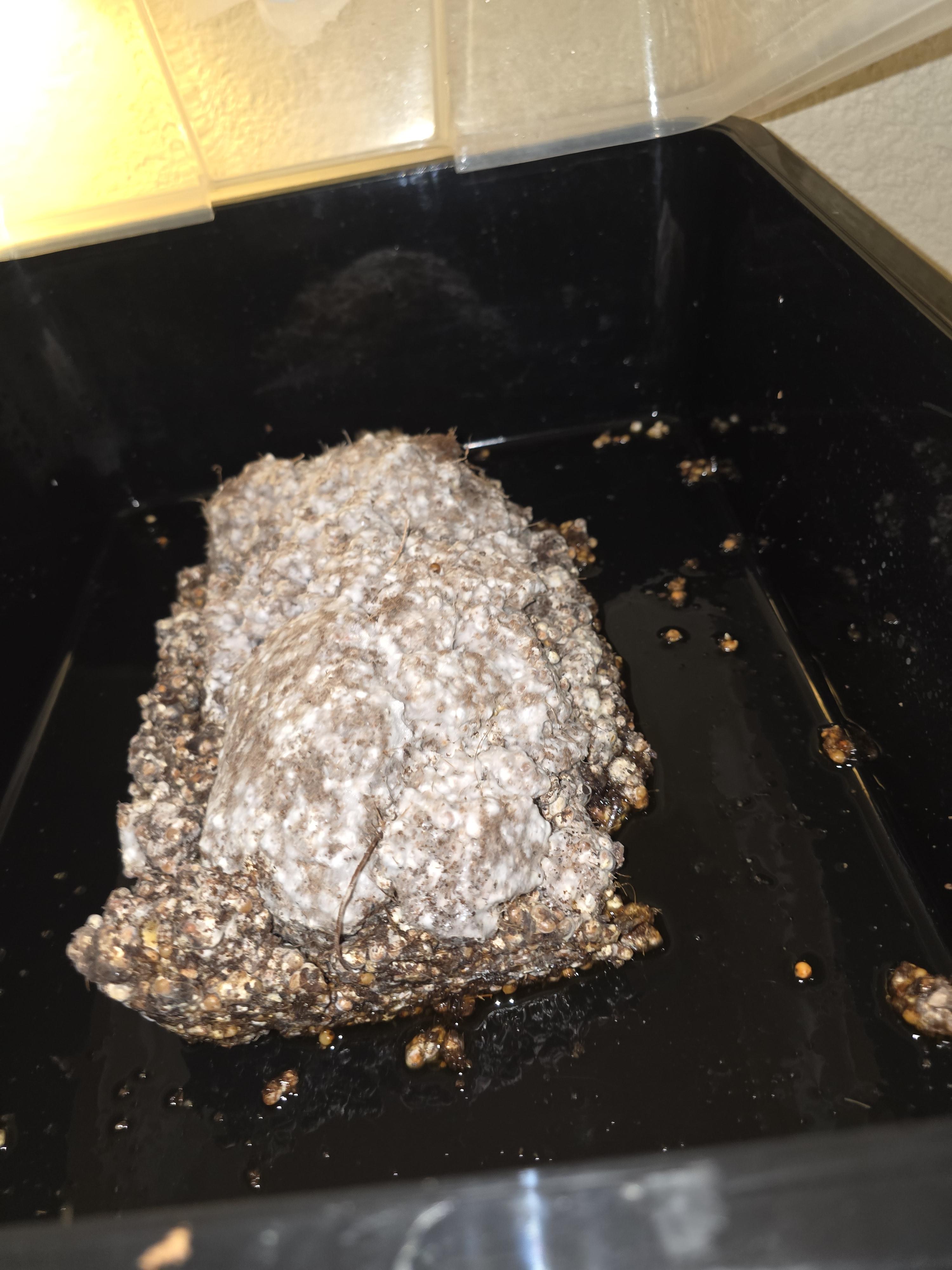 How's this look? [Actives] | Scrolller