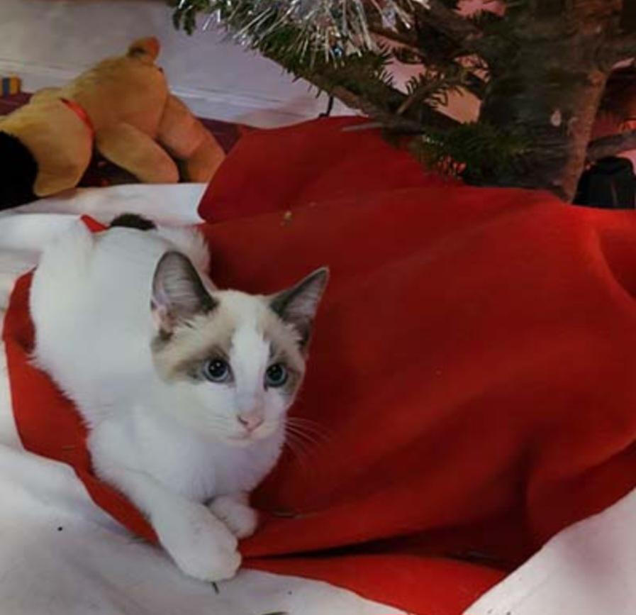 Introducing Bing Clawsby! | Scrolller