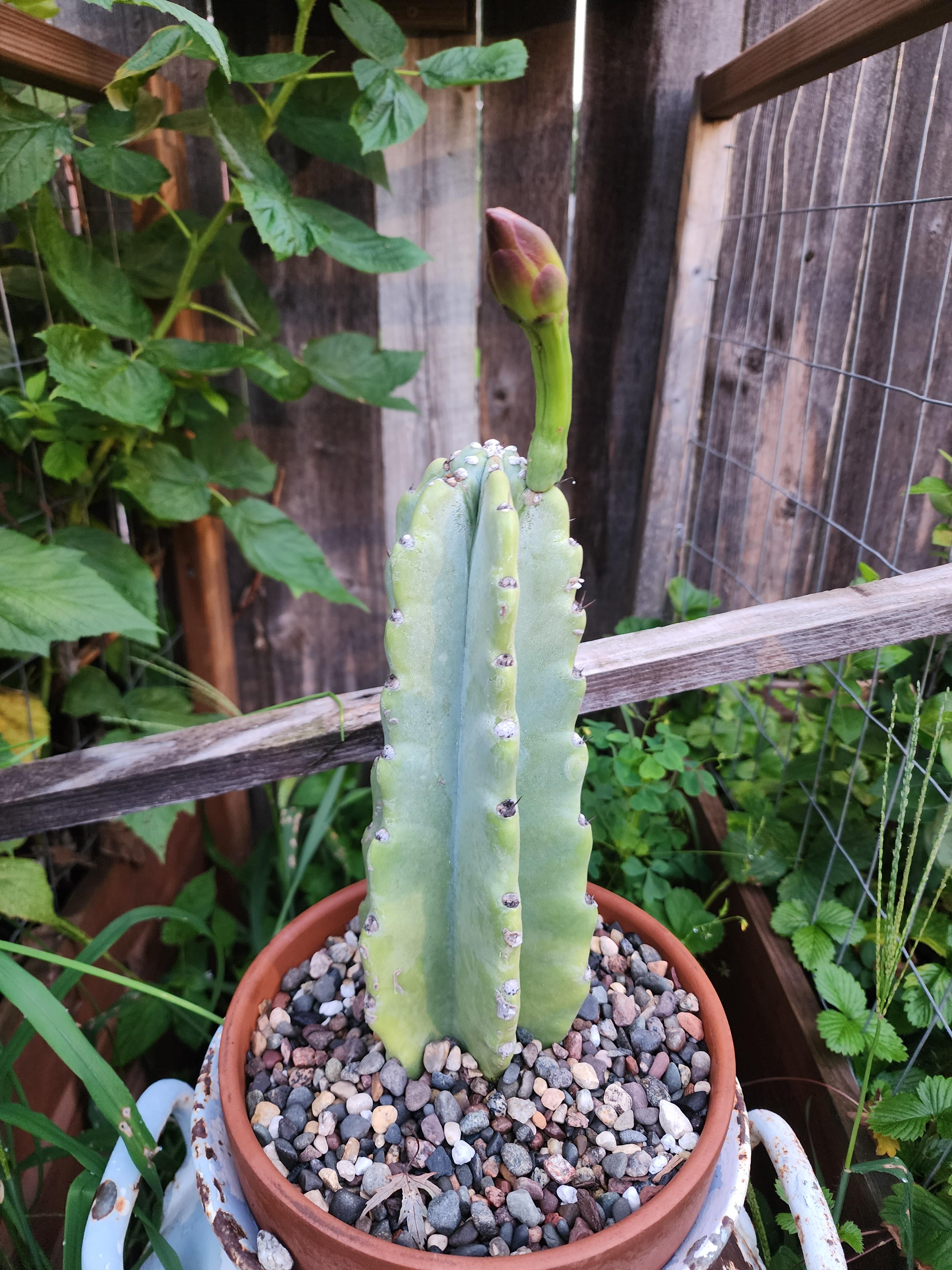 Every year she flowers but doesn't grow | Scrolller