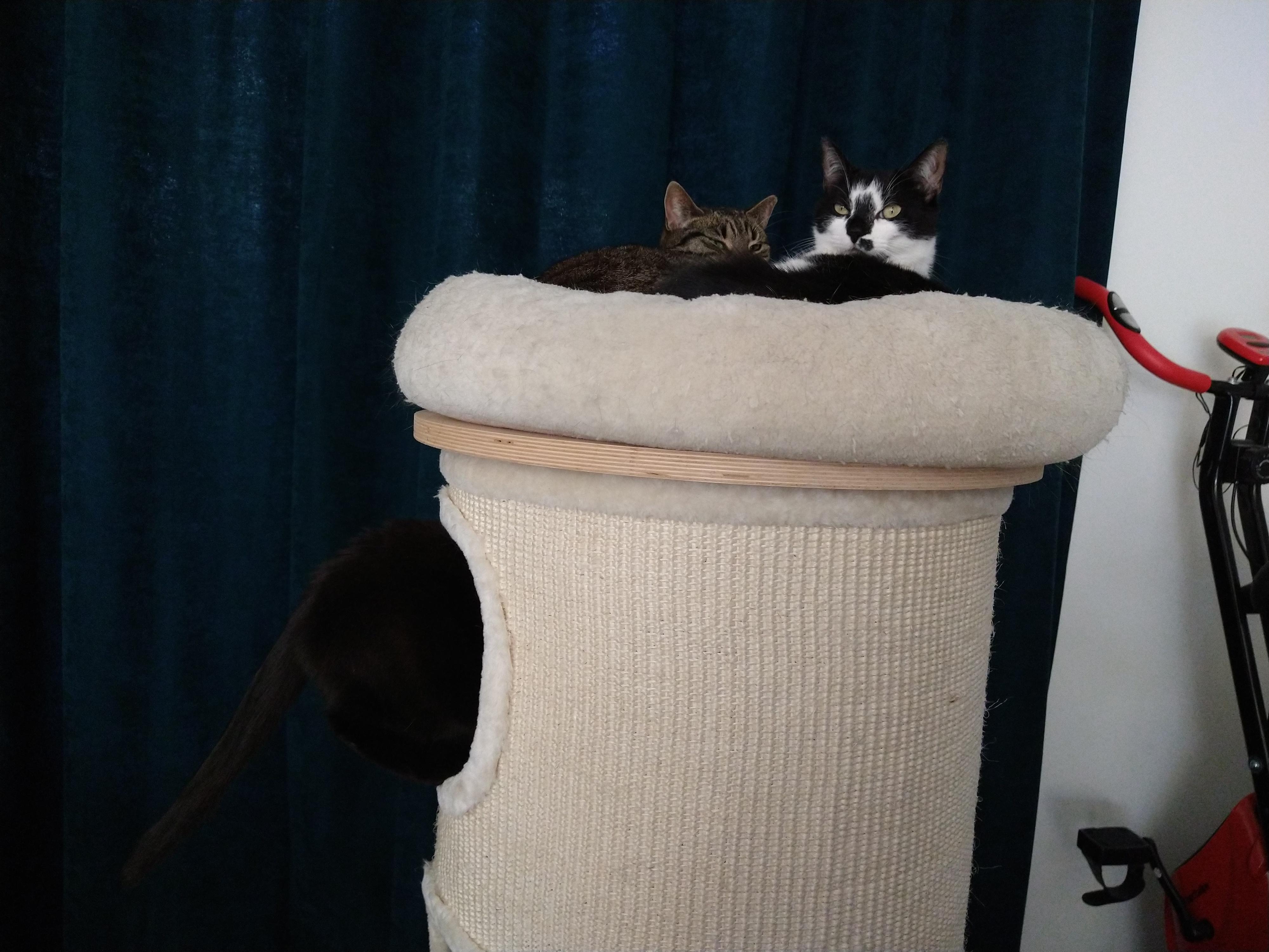 Finally a picture with all three of my cats! | Scrolller