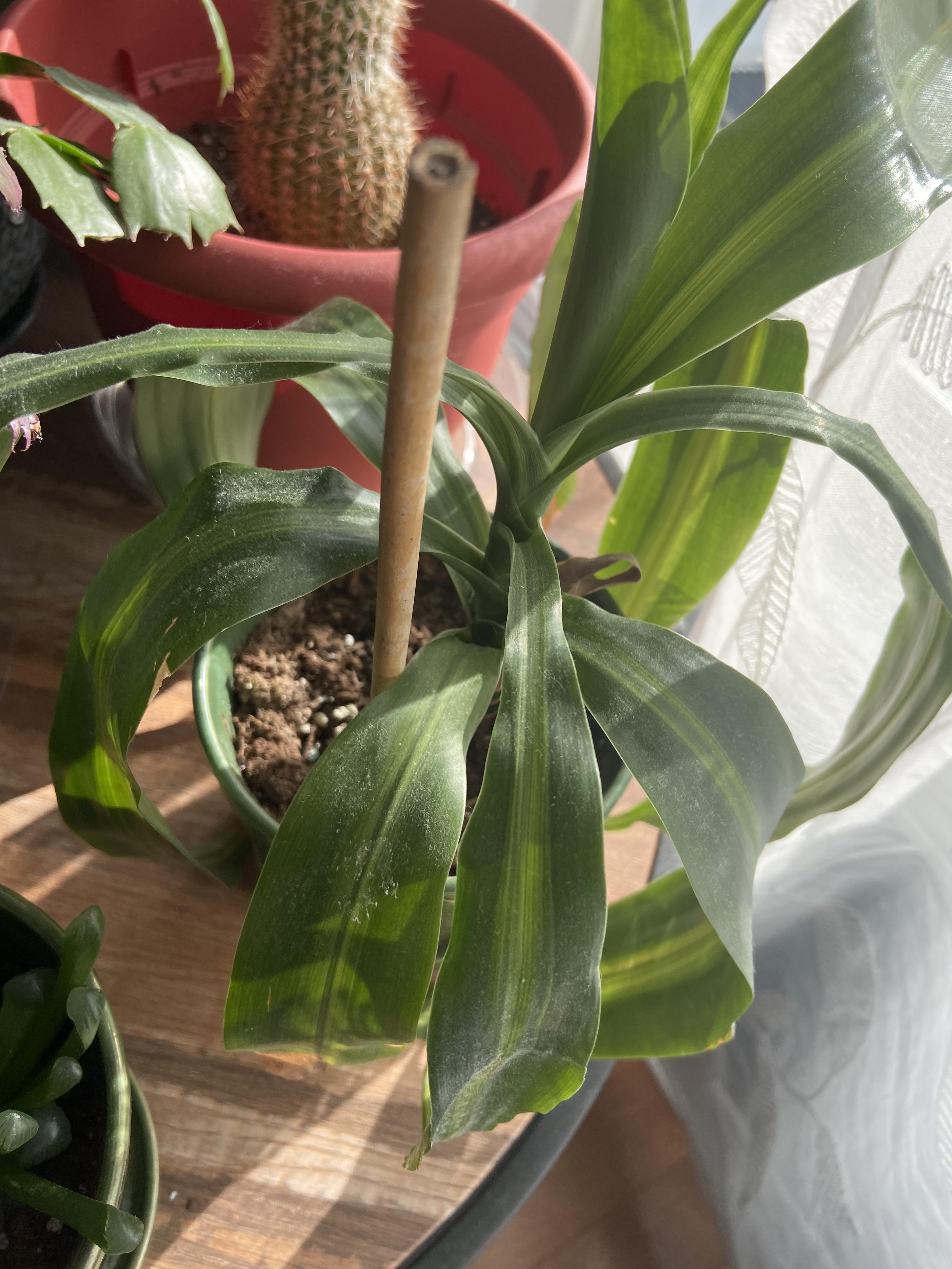 What are these plants? | Scrolller