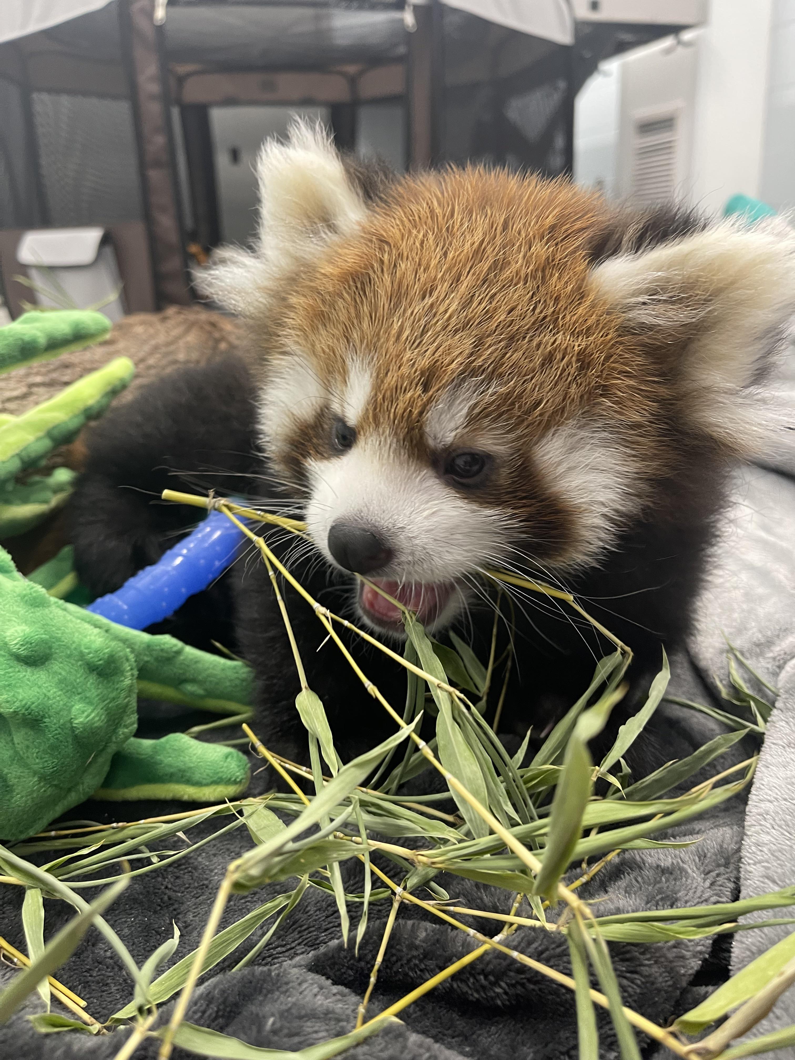 Ravi’s first time with bamboo, not sure what to think 🤔 (OC) | Scrolller