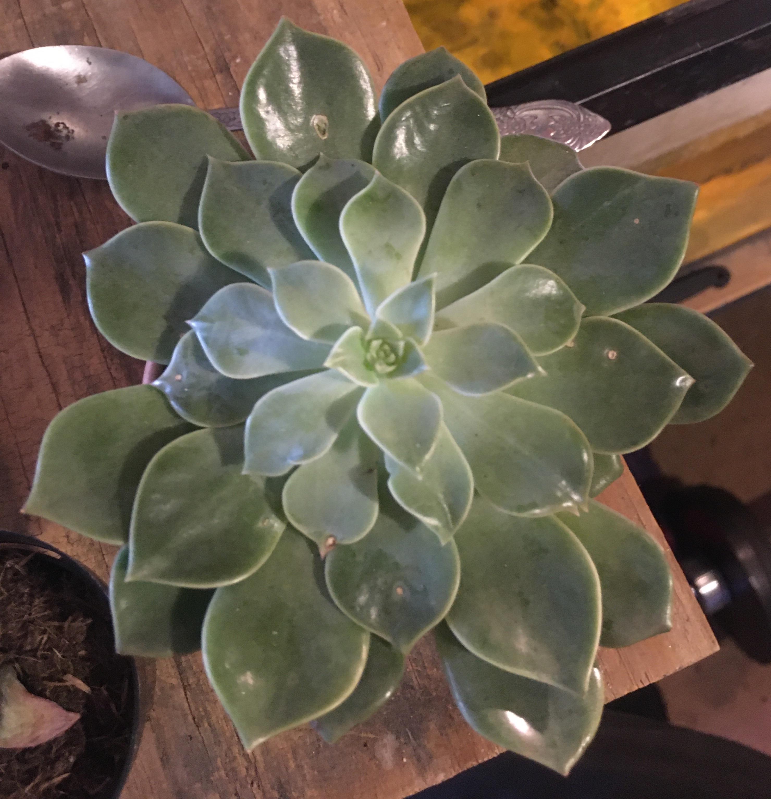 New plants | Scrolller