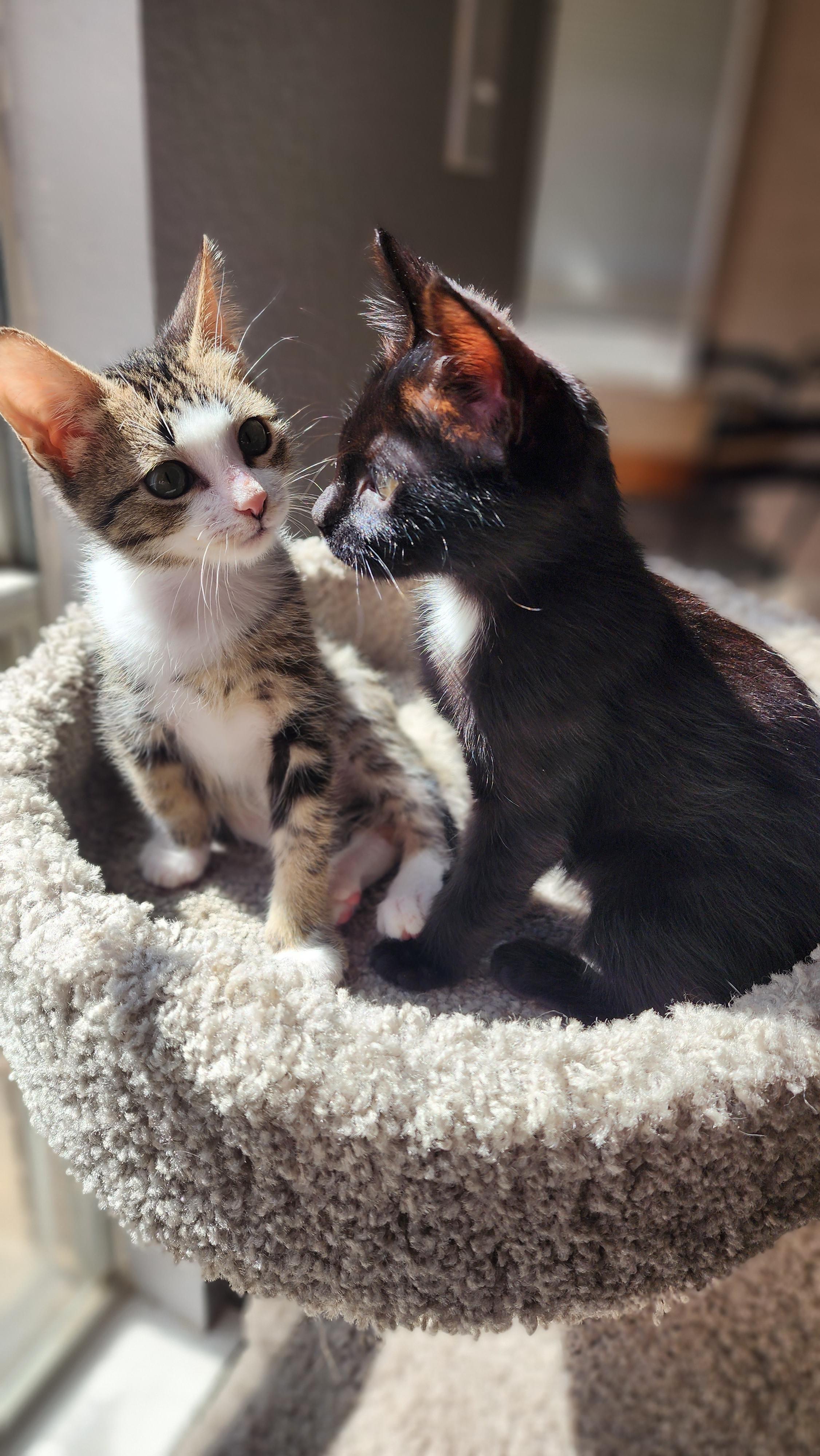 Hi, here are my wife and I's new kittens, Oakley and Ally | Scrolller