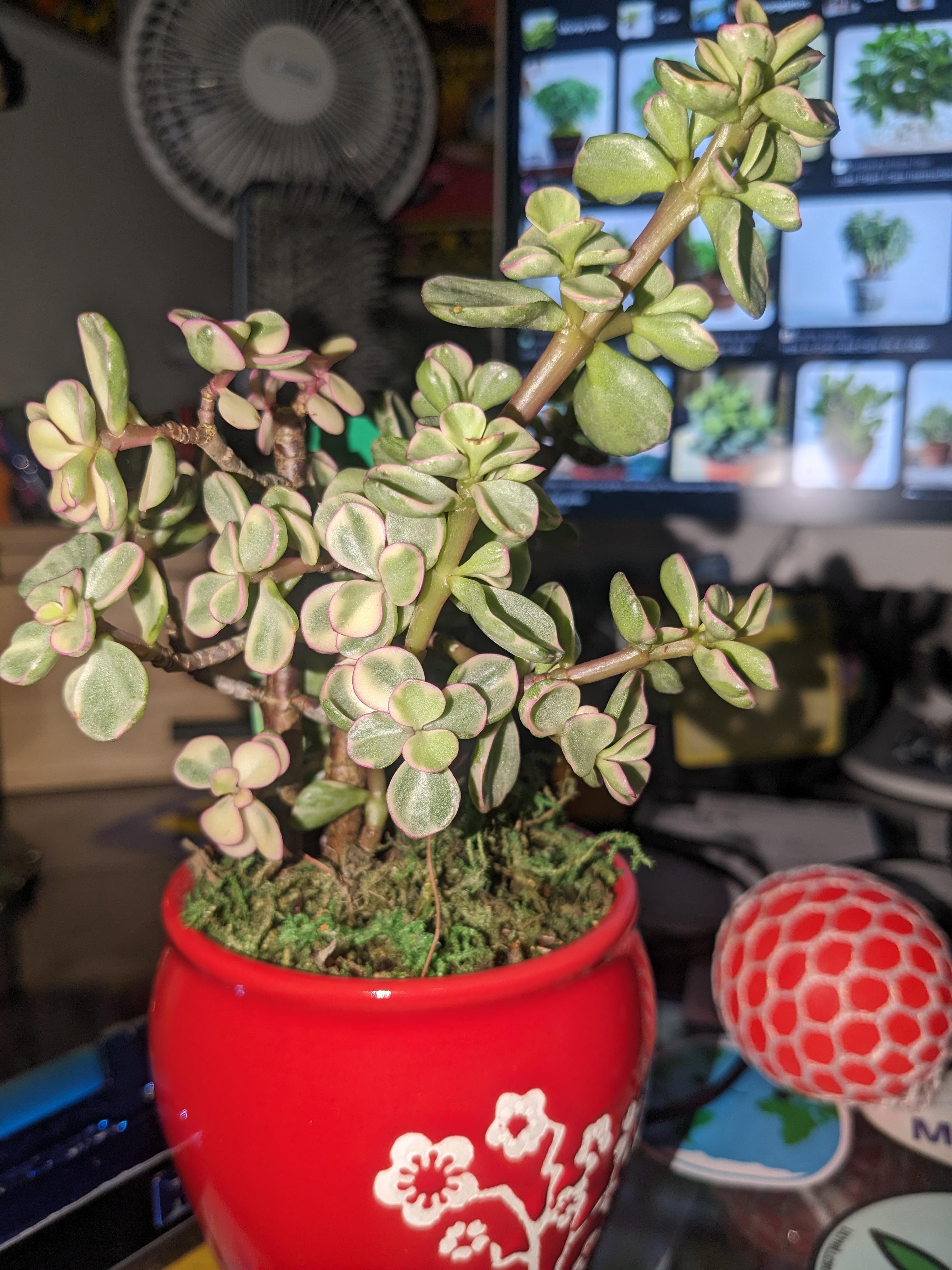 Help with ID | Scrolller