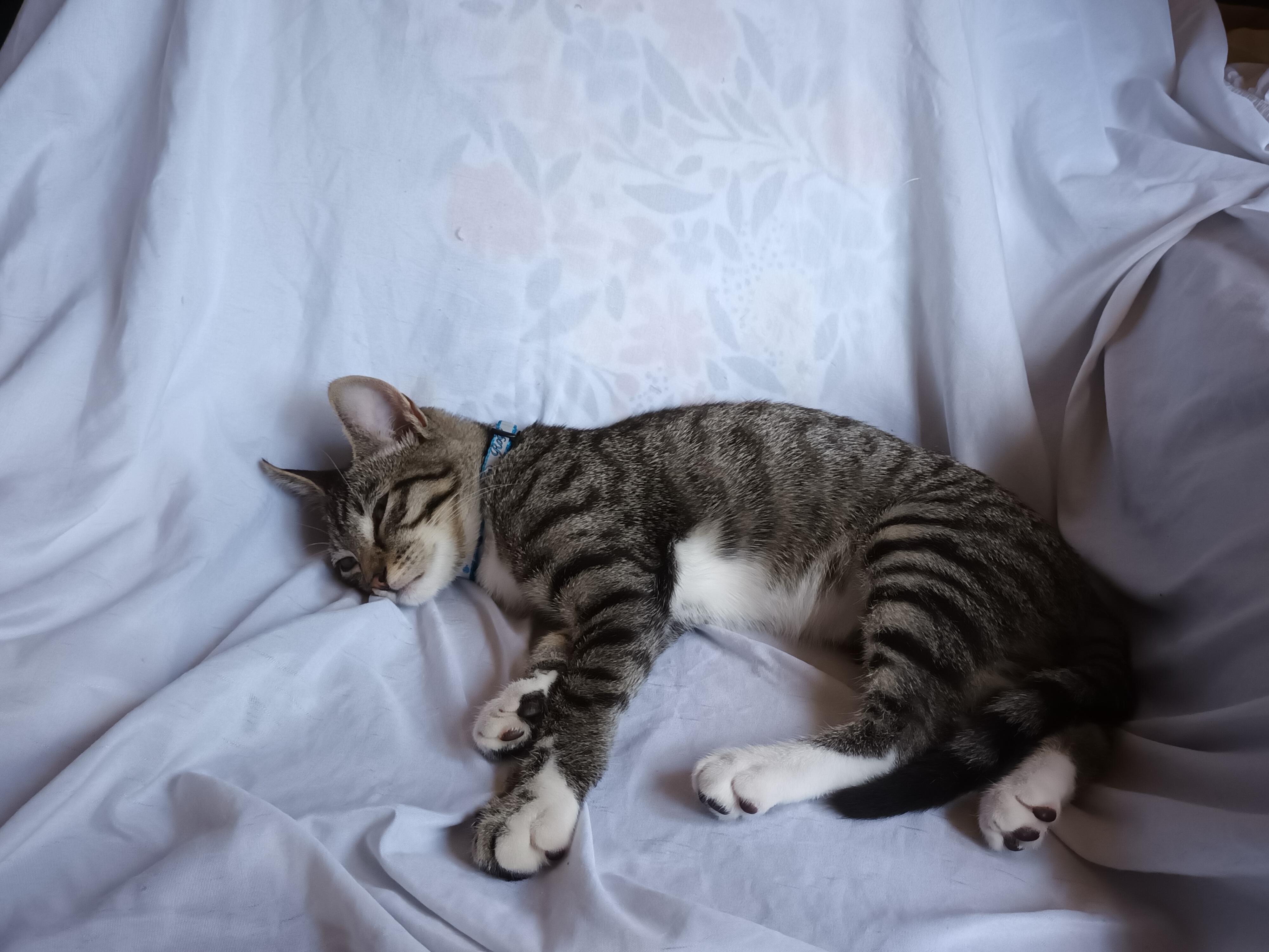 Just adopted this little rascal | Scrolller