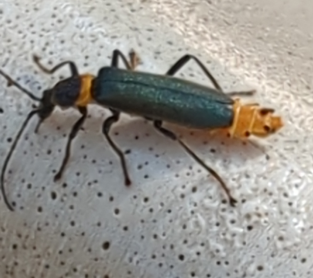 These bugs are everywhere at the park | Scrolller